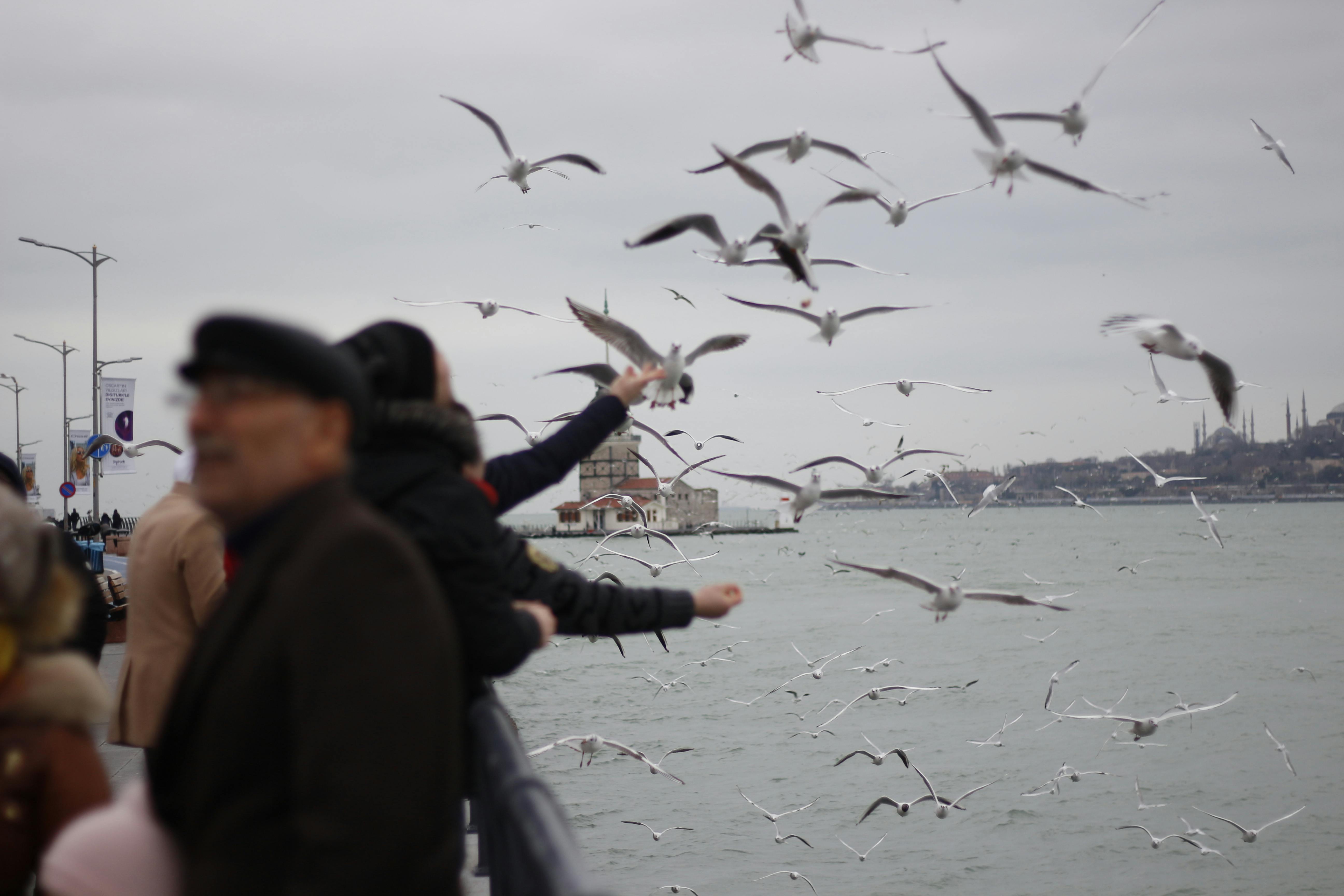 People and Birds in Harbor · Free Stock Photo
