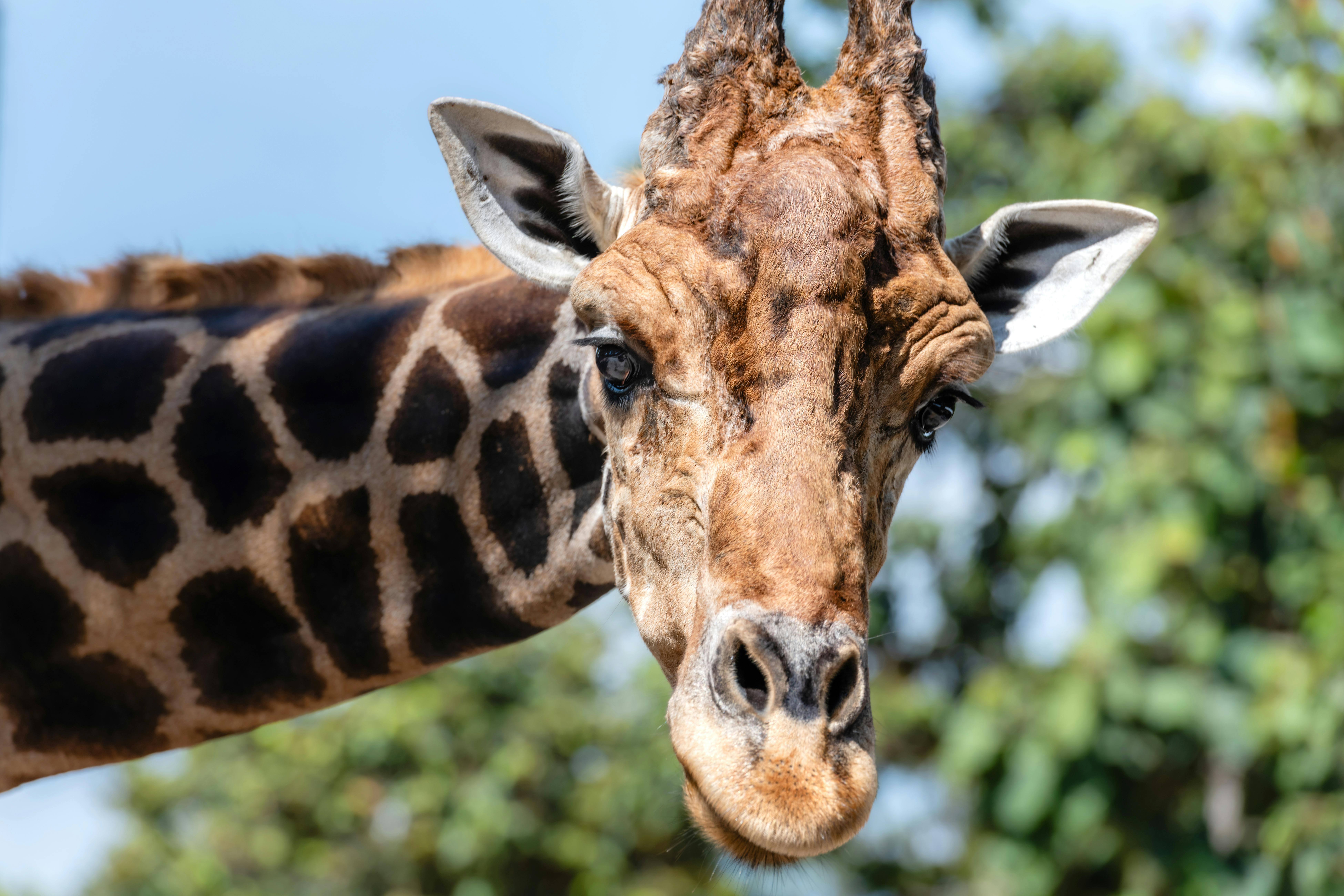 Giraffe · Free Stock Photo