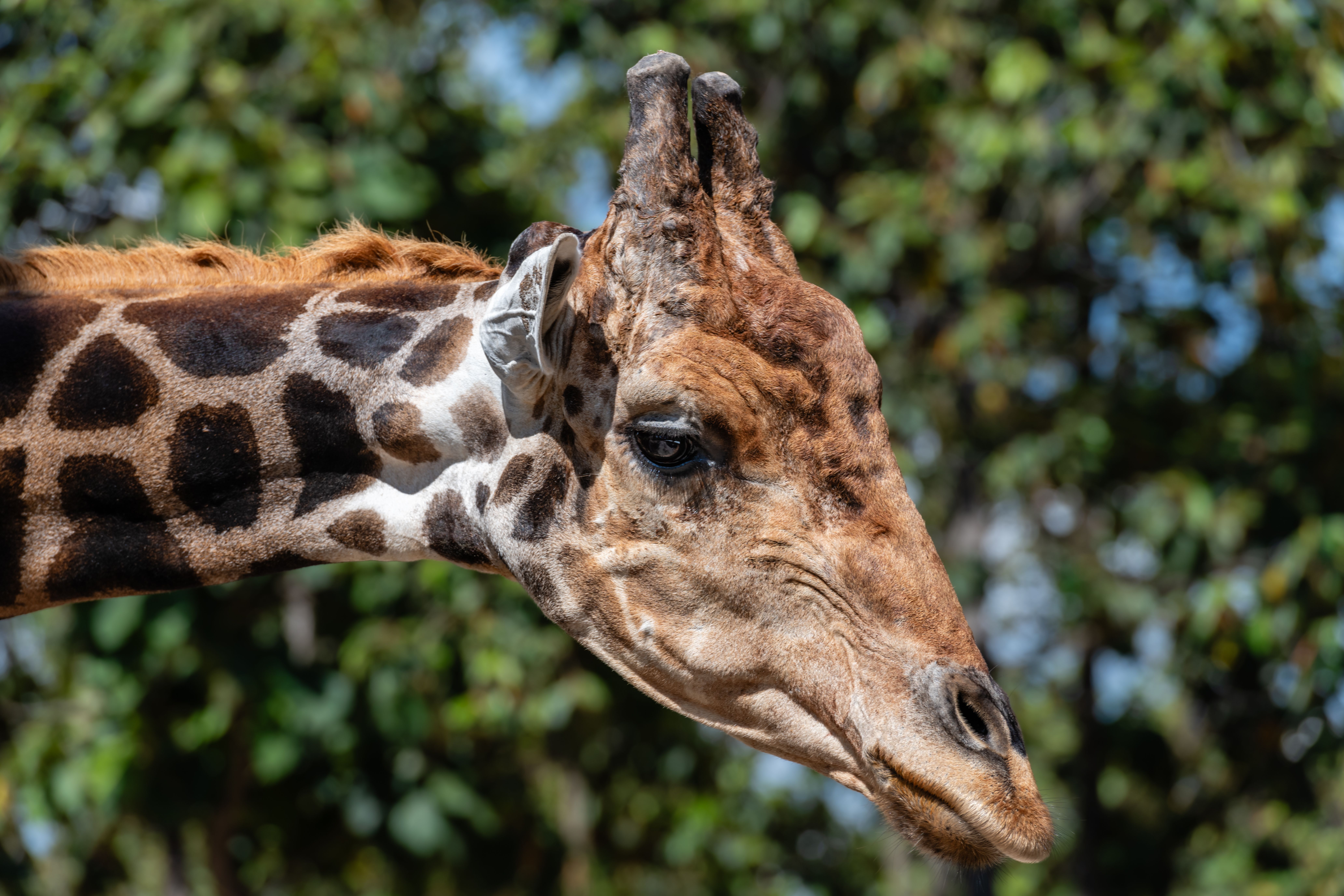 Close-up of a Giraffe · Free Stock Photo