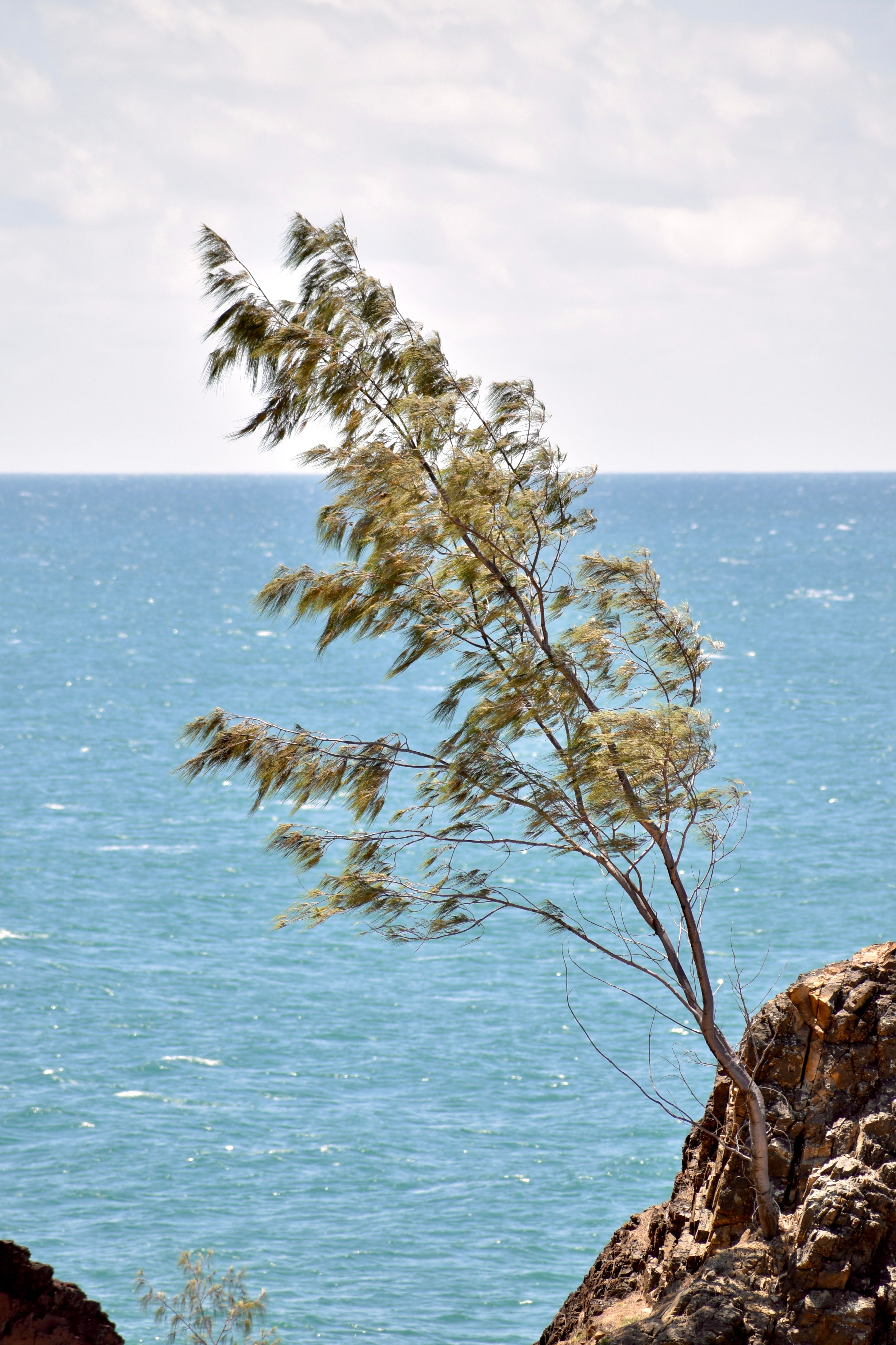 A Tree Growing on a Cliff · Free Stock Photo