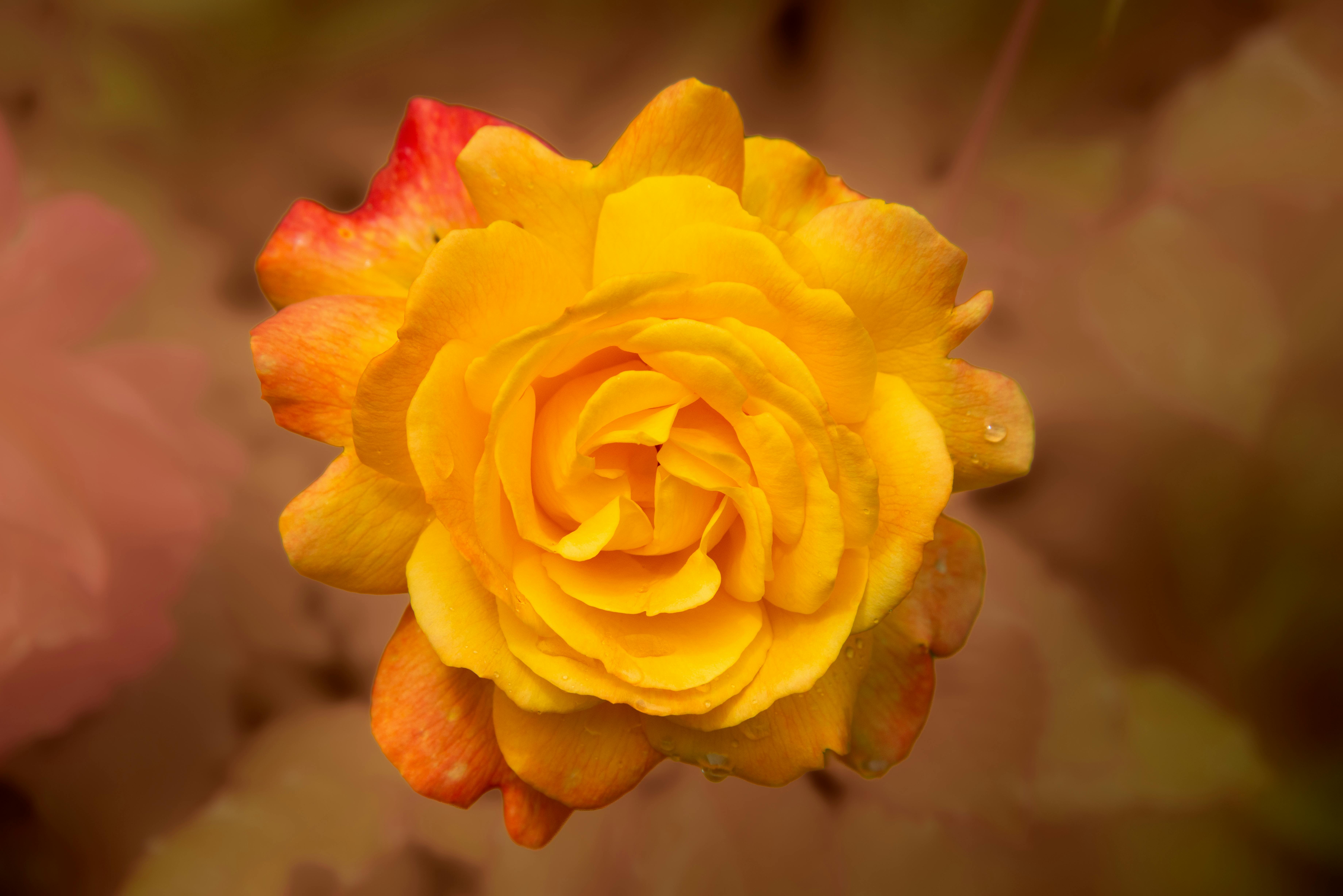 Tan Rose Photos, Download The BEST Free Tan Rose Stock Photos & HD Images