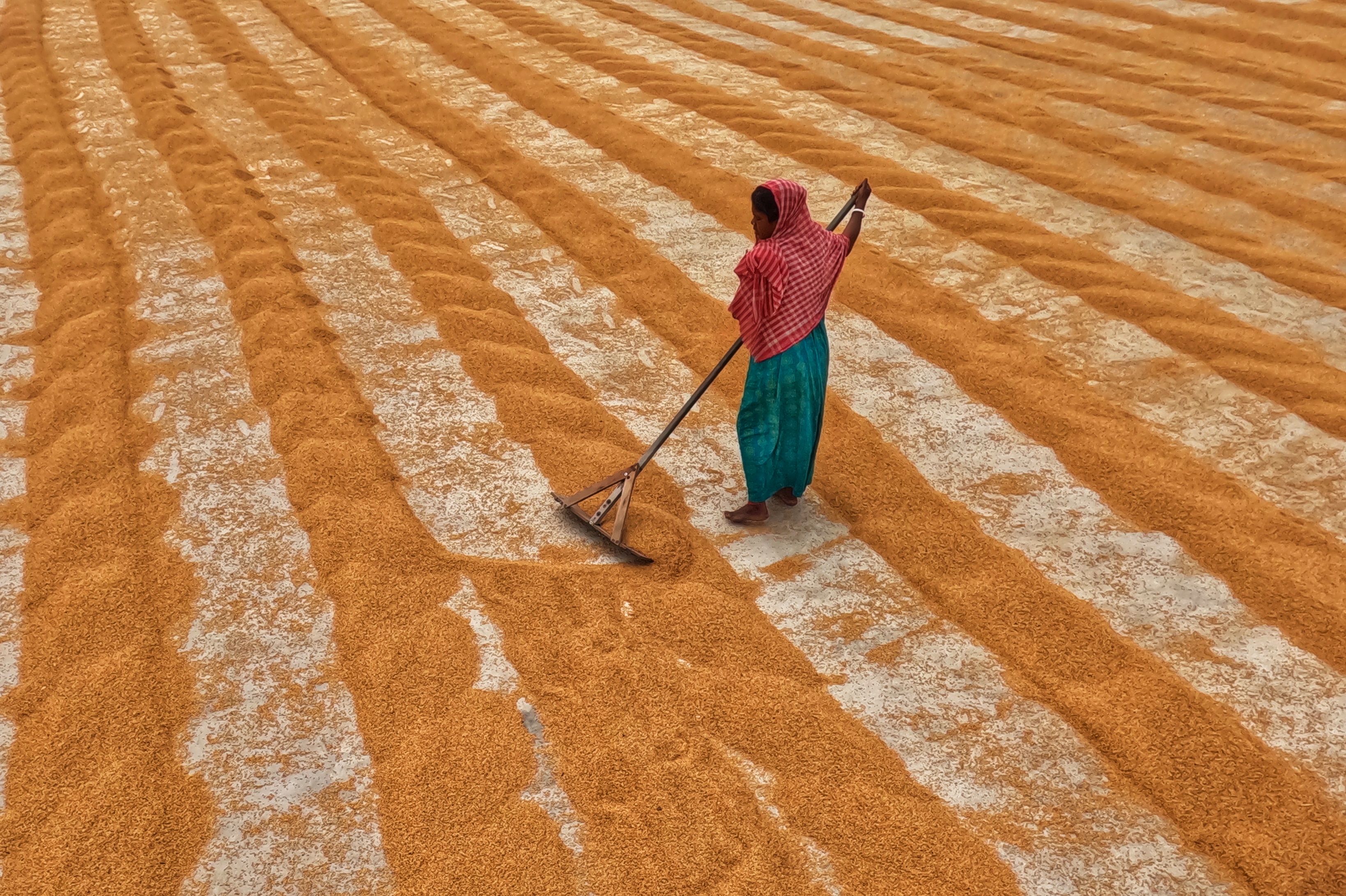 View of a Woman Spreading Grains with Rakes · Free Stock Photo