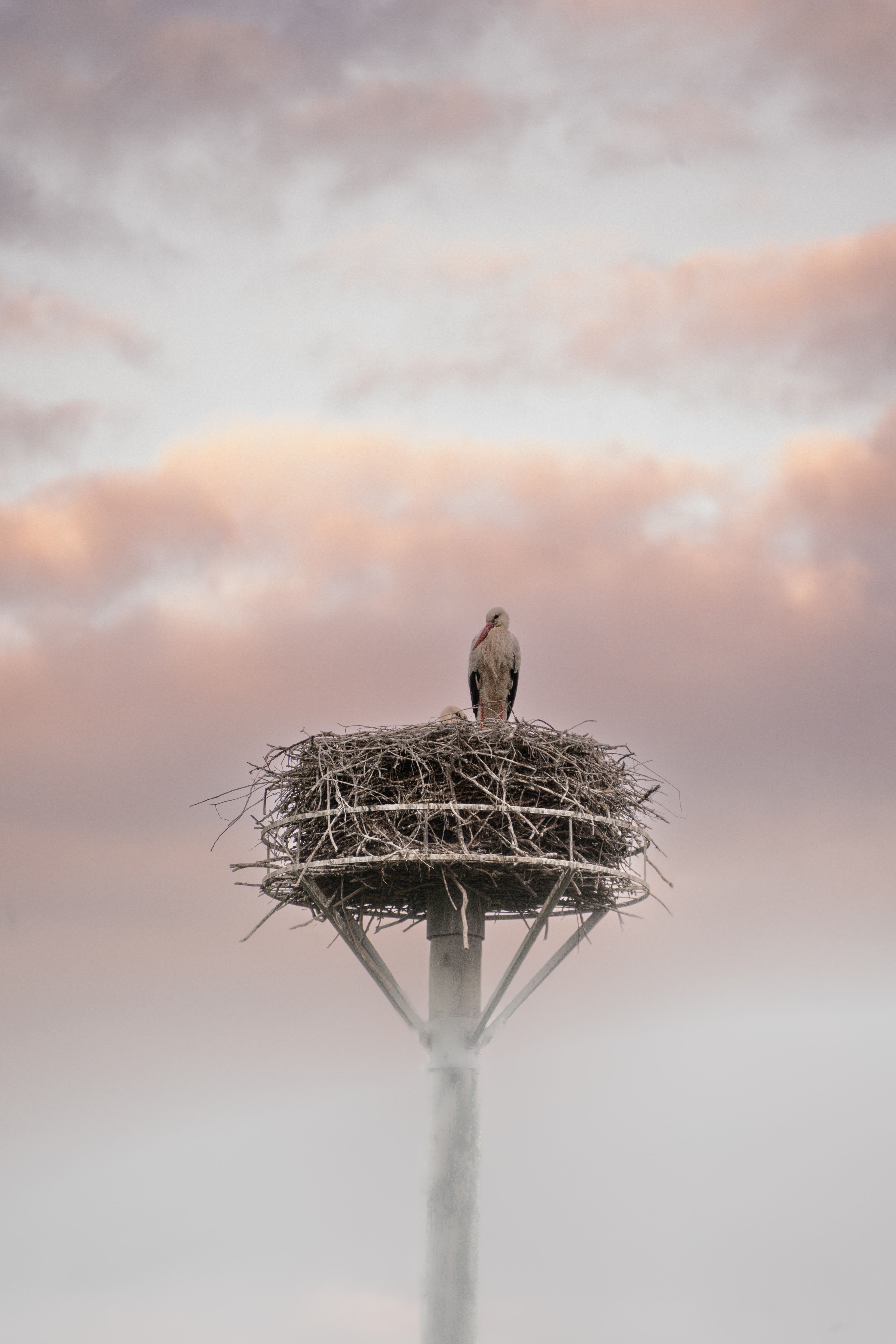 Nest Step Photos, Download The BEST Free Nest Step Stock Photos & HD Images