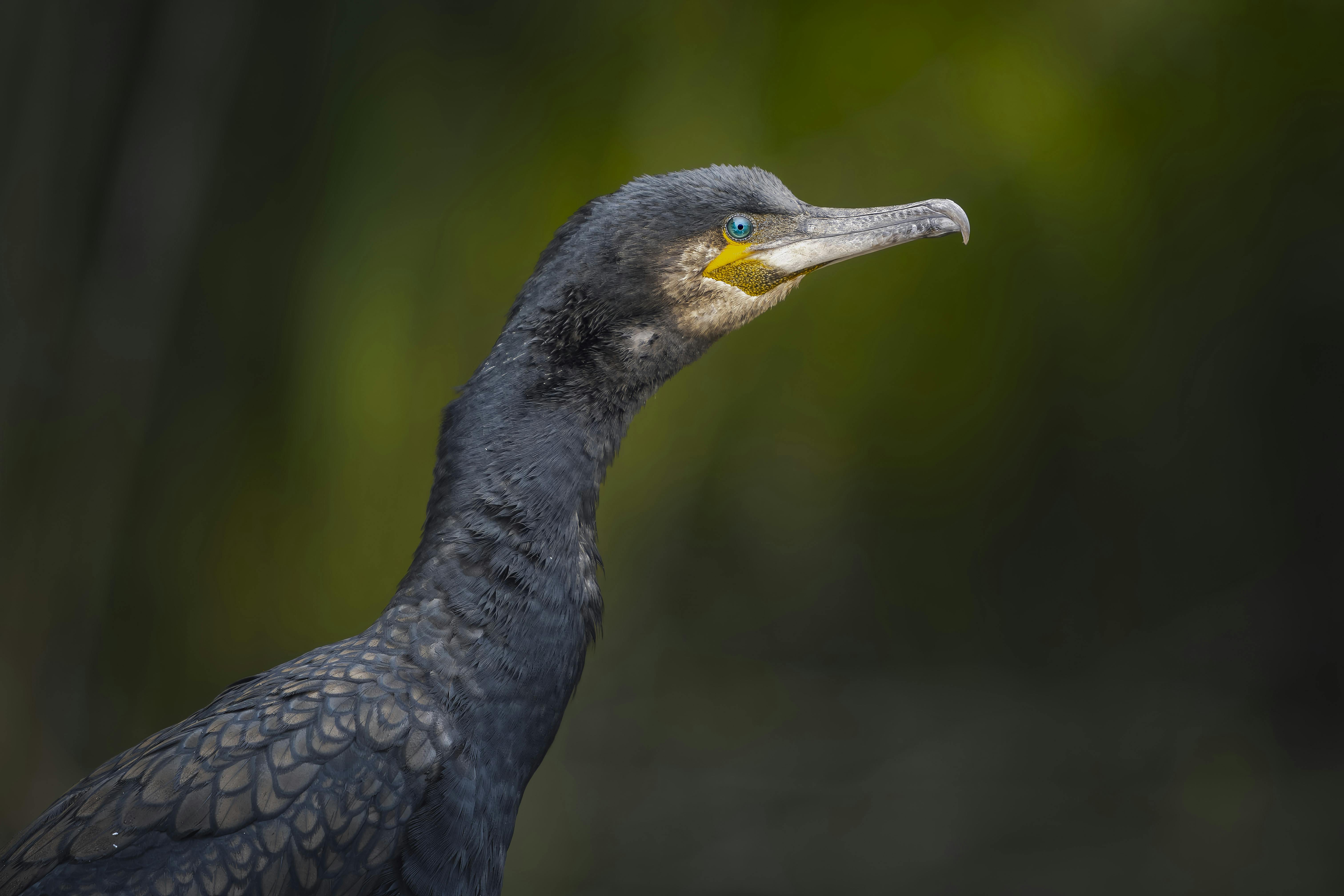 Close-up of a Cormorant · Free Stock Photo
