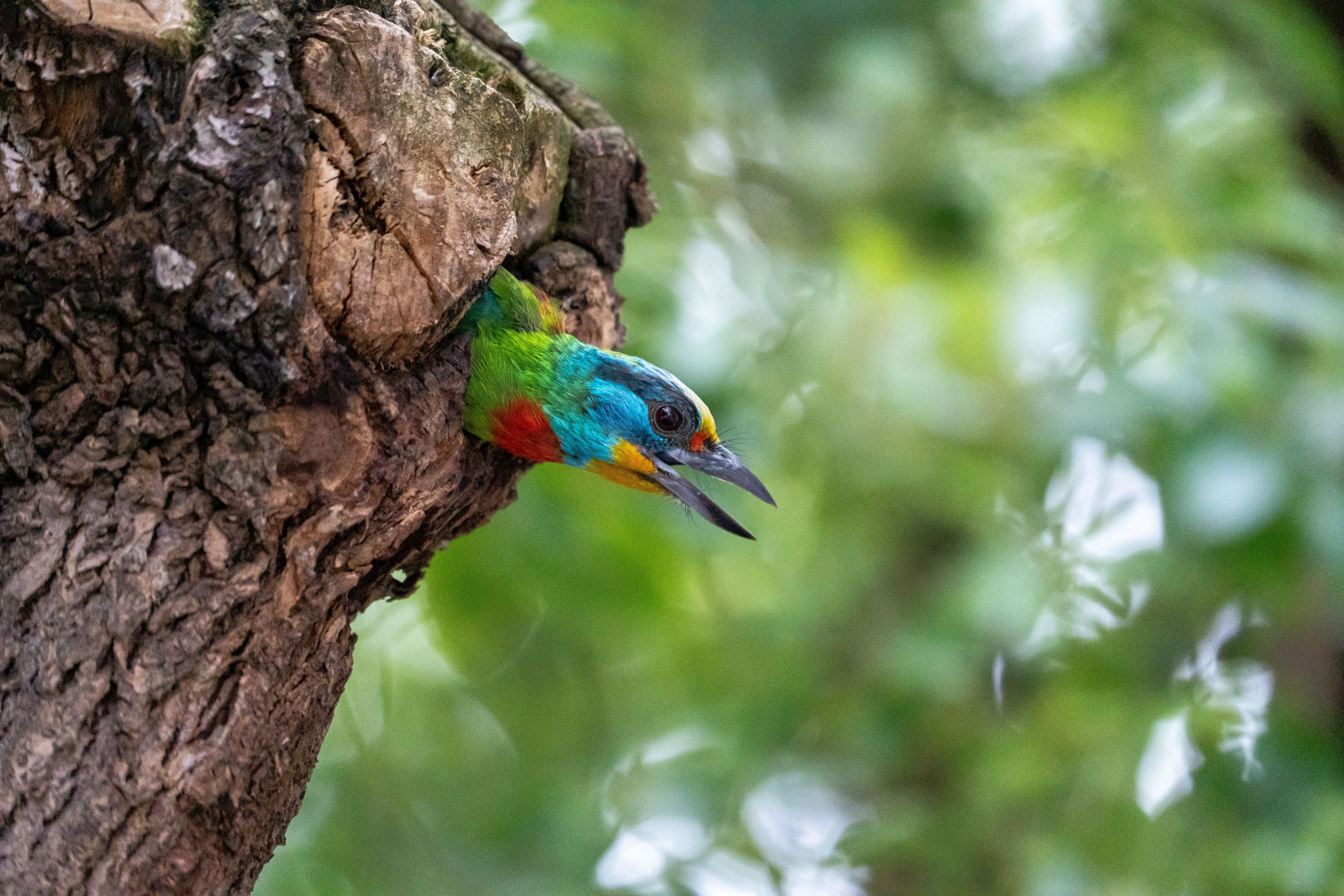 Colorful Bird in a Forest · Free Stock Photo
