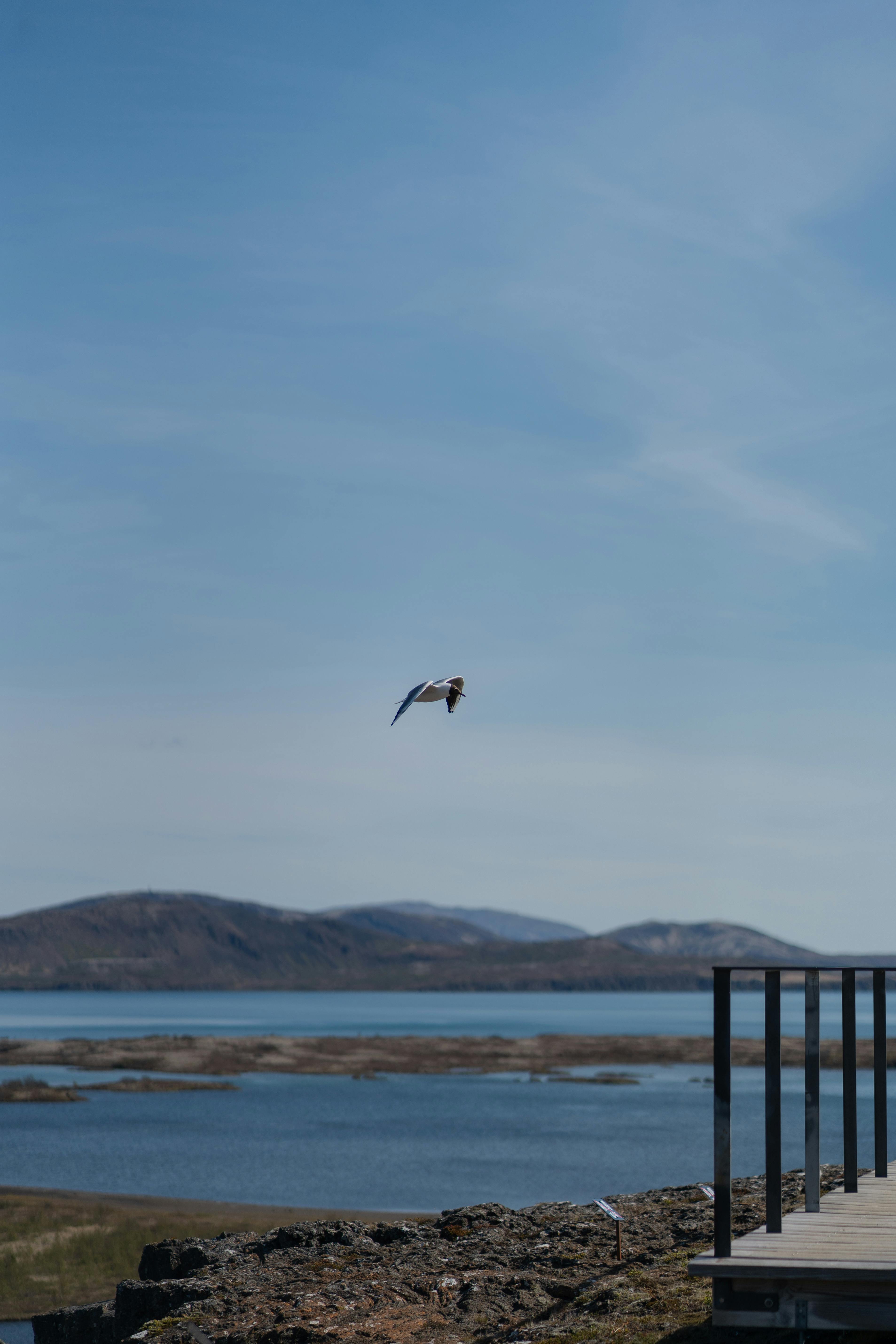 Bird Flying Above Shore · Free Stock Photo