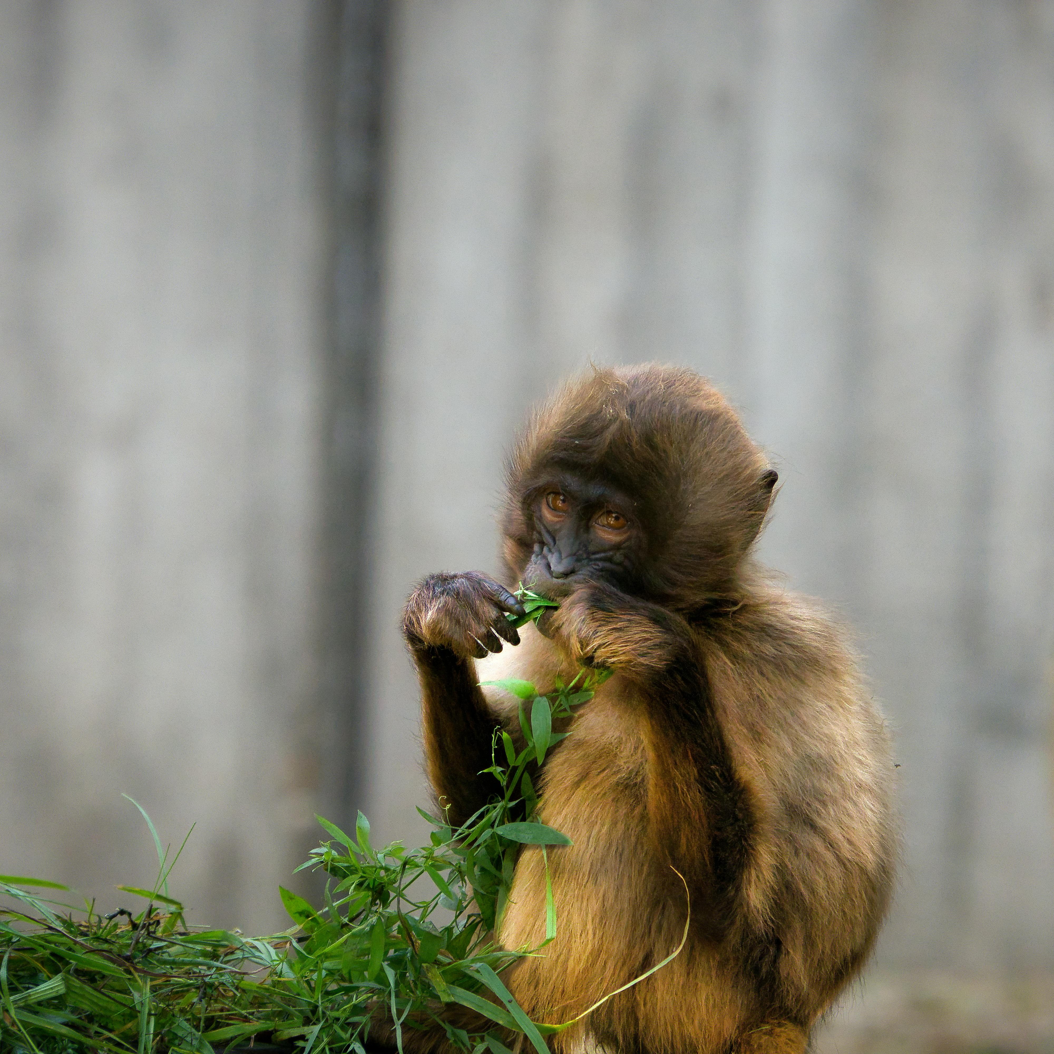 Baboon Eating Food · Free Stock Photo