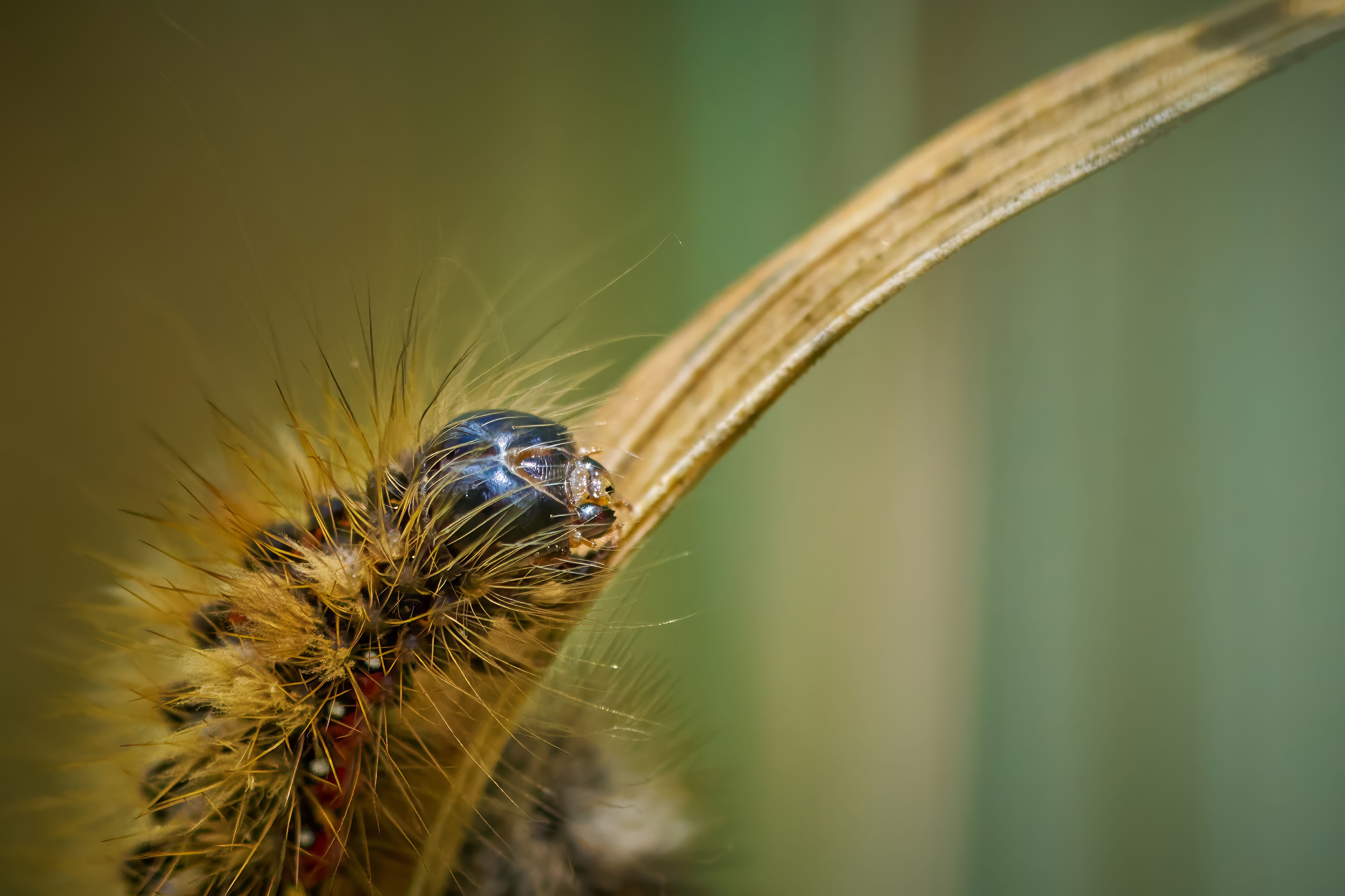 Caterpillar Photography Photos, Download The BEST Free Caterpillar ...