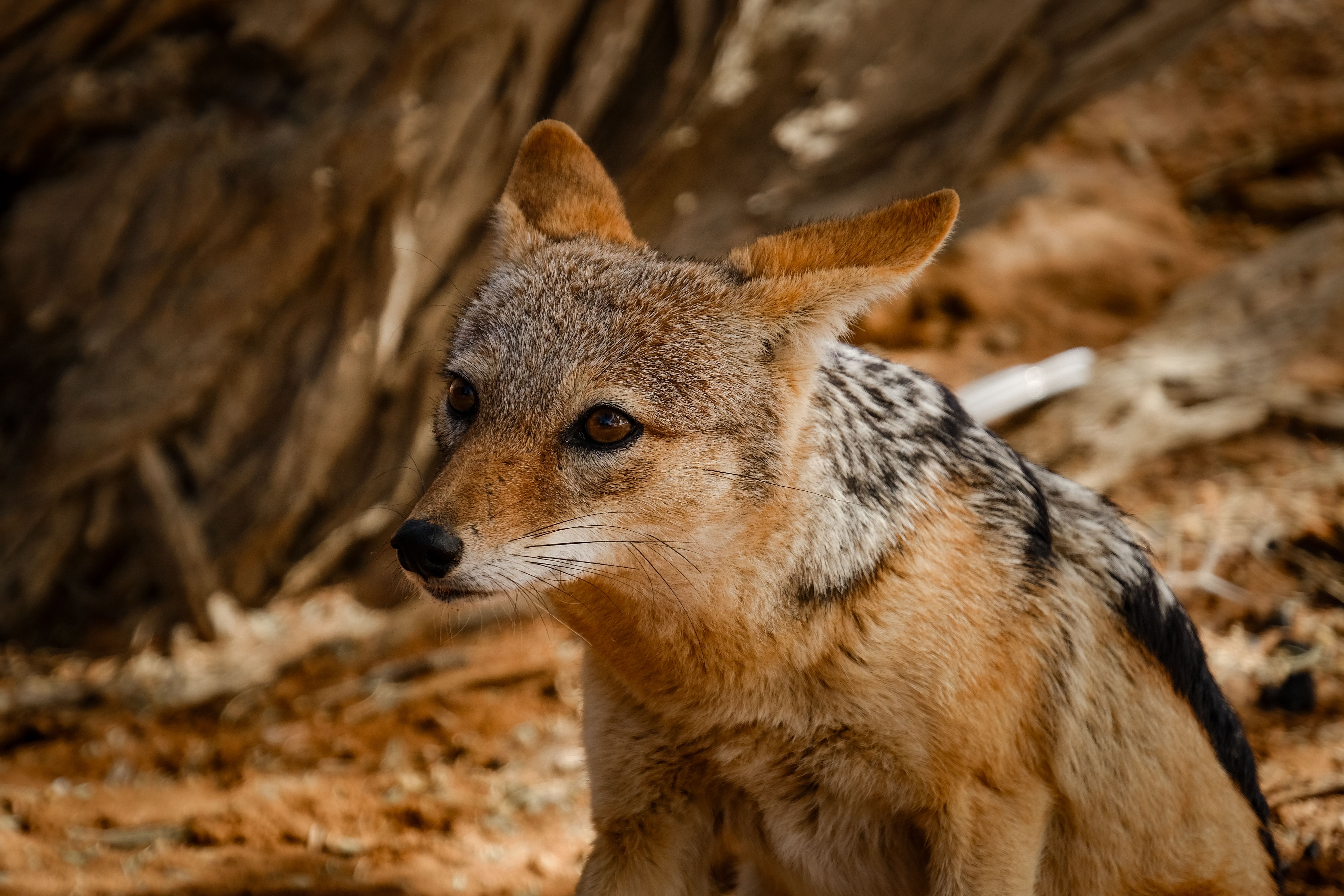 Portrait of Jackal · Free Stock Photo