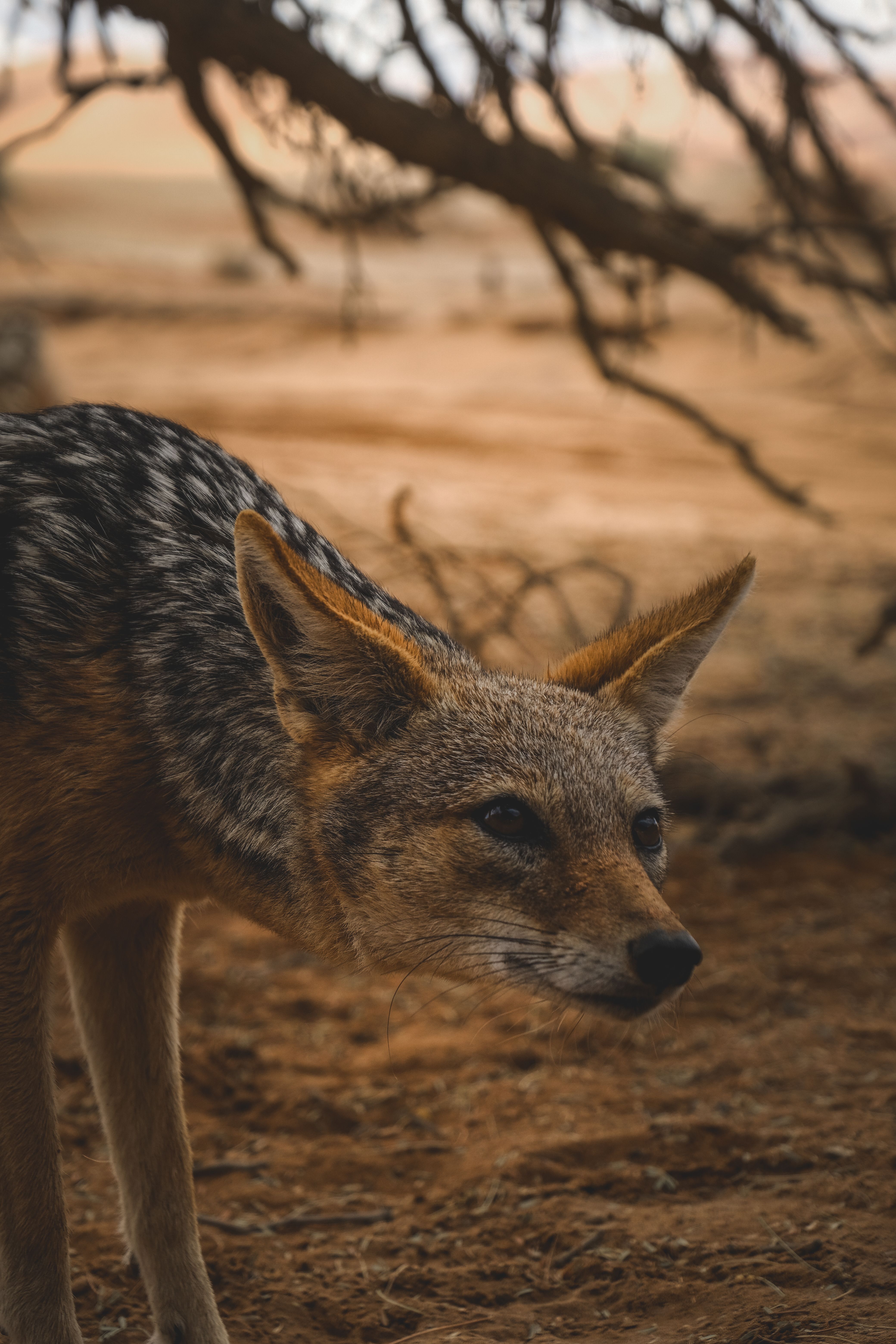Portrait of Jackal · Free Stock Photo