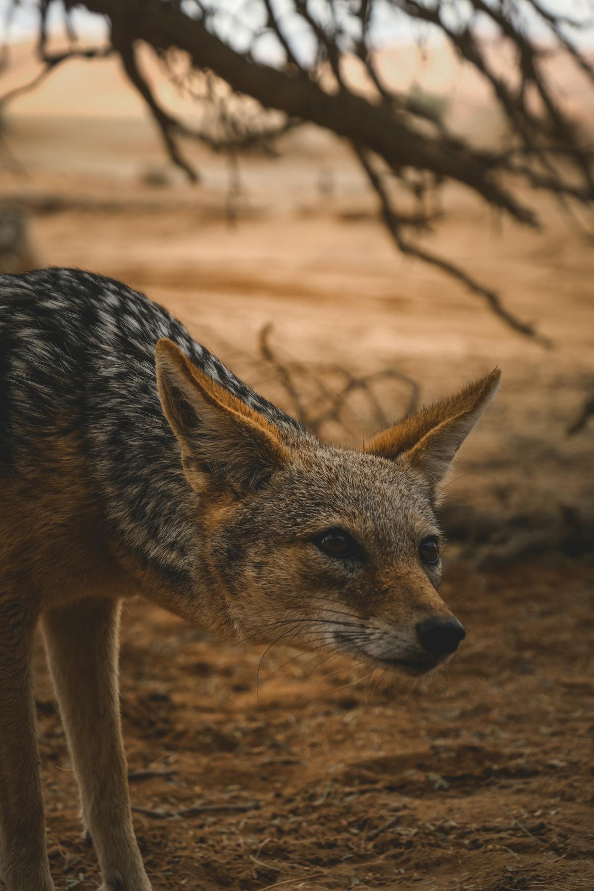 Jackal Photos, Download The BEST Free Jackal Stock Photos & HD Images