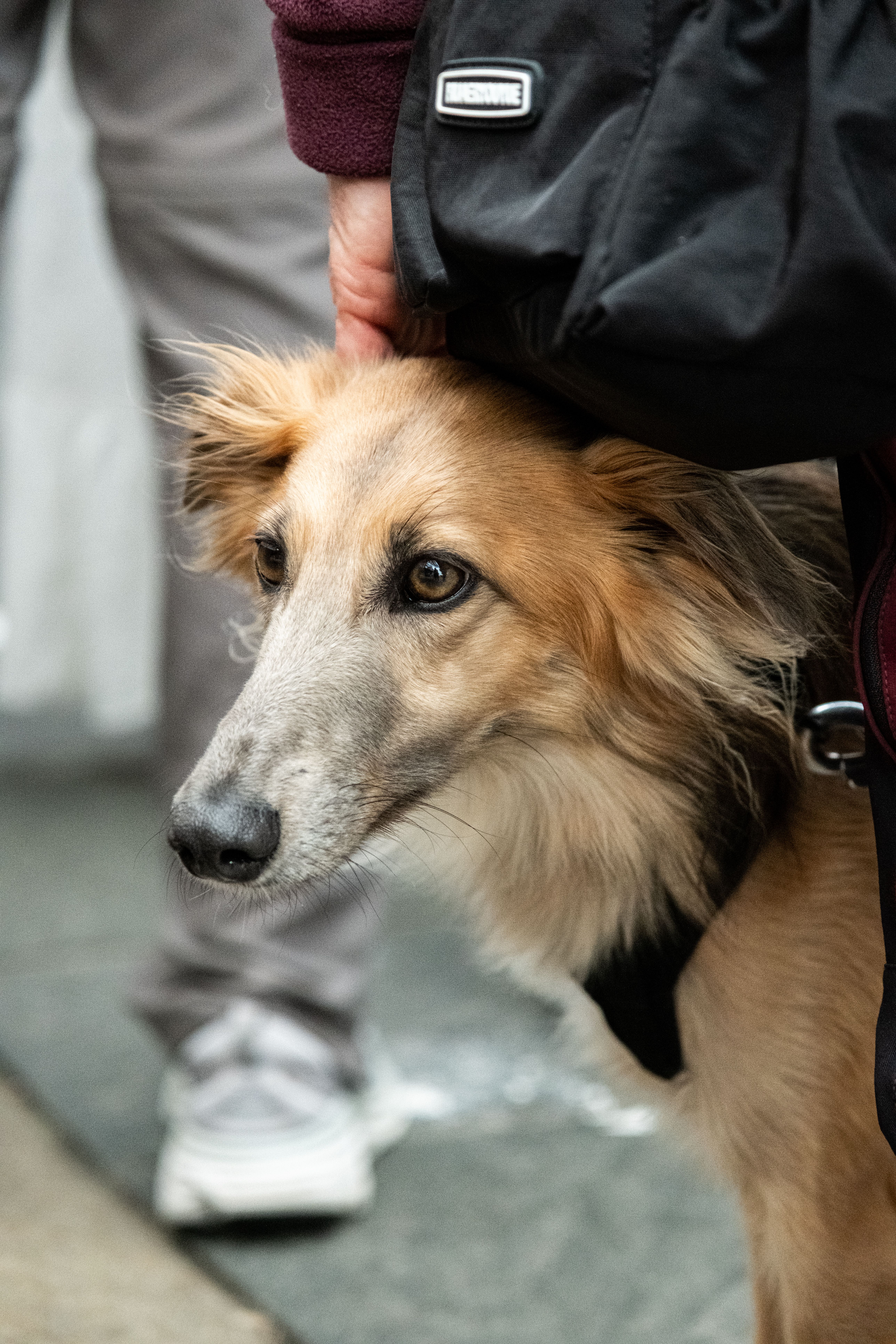 Portrait of Shetland Sheepdog · Free Stock Photo