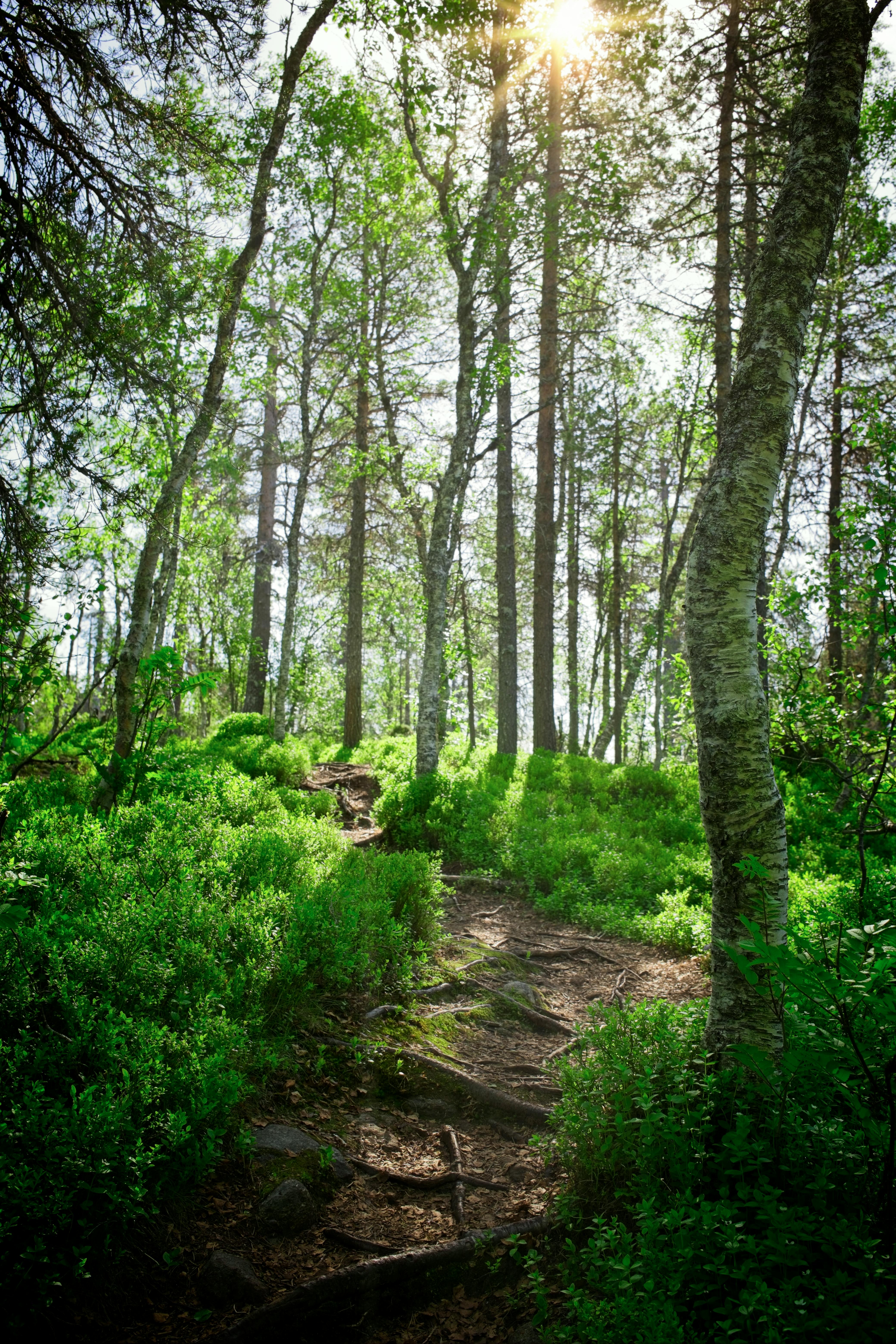 A trail through the woods with sunlight shining through · Free Stock Photo
