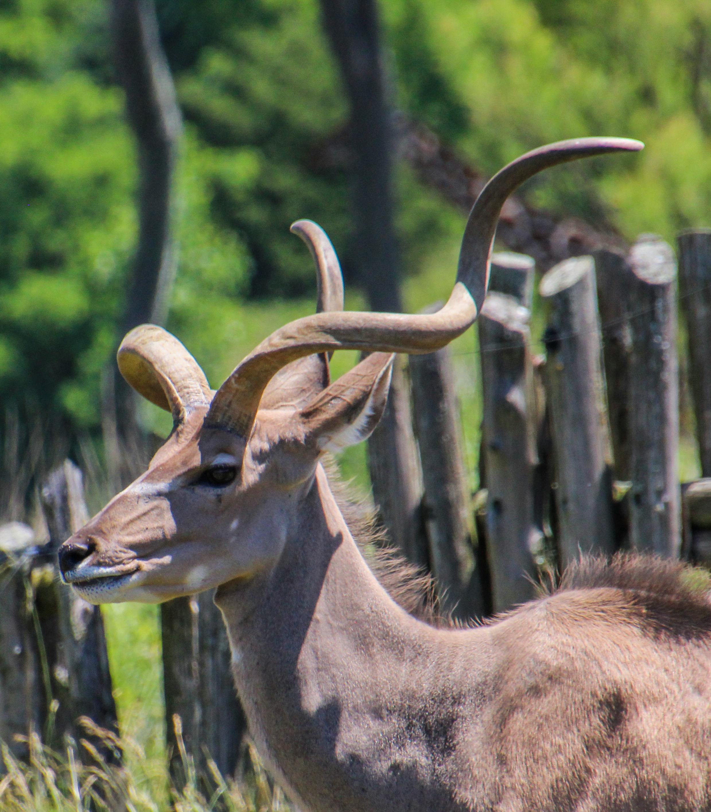 Antelope Impala in Enclosure · Free Stock Photo