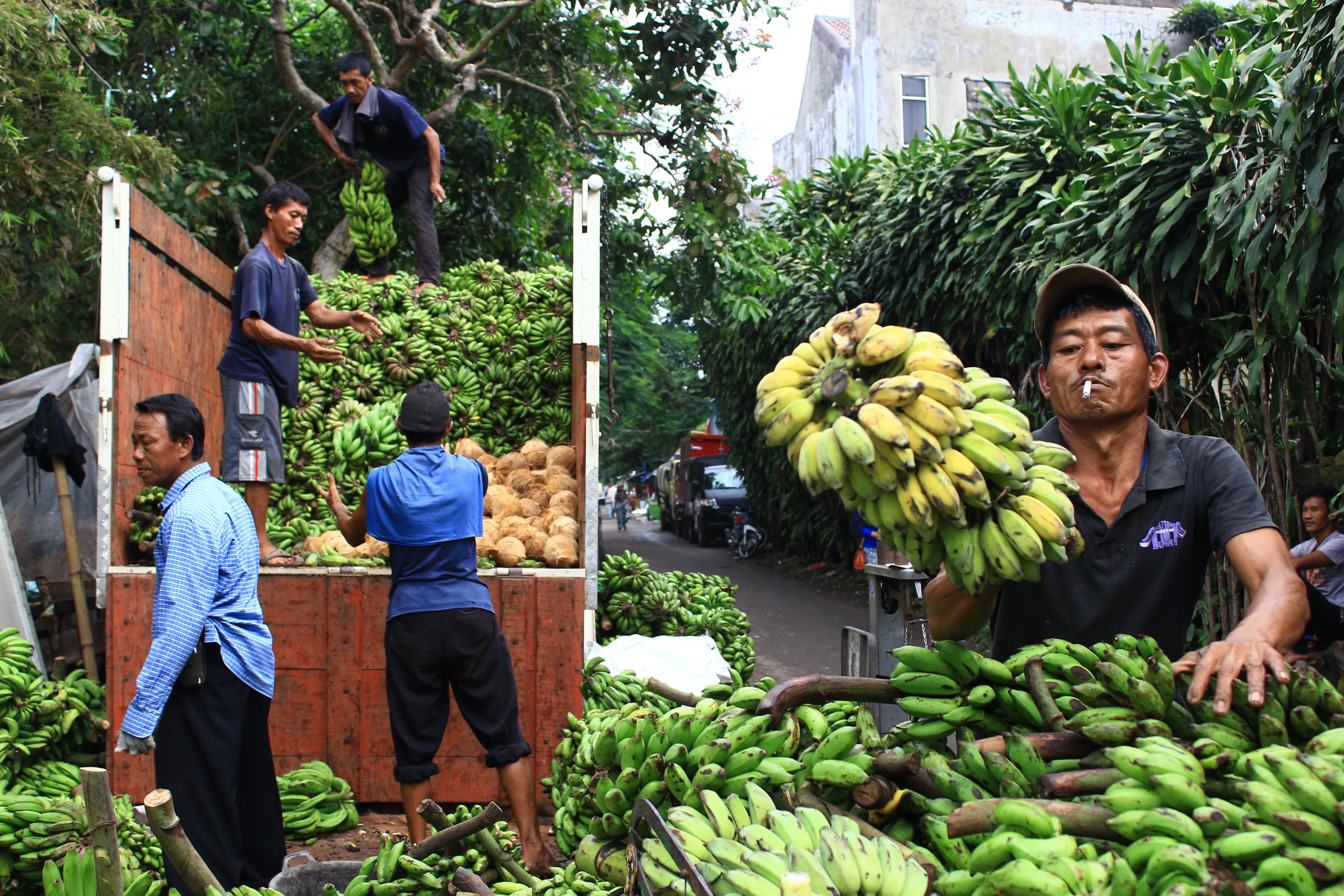 Men Loading Green Bananas · Free Stock Photo