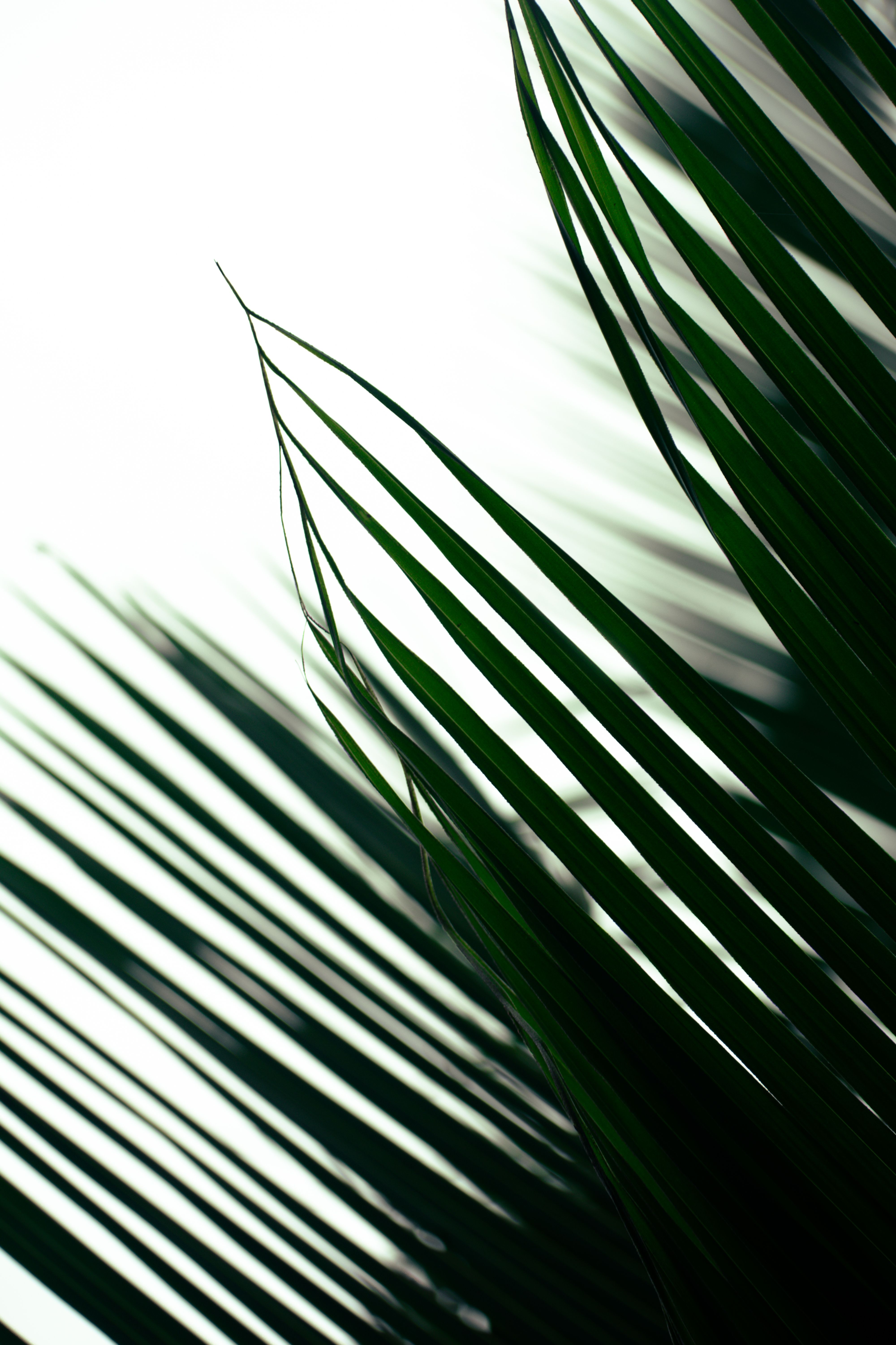 Green Sceen Photos, Download The BEST Free Green Sceen Stock Photos ...