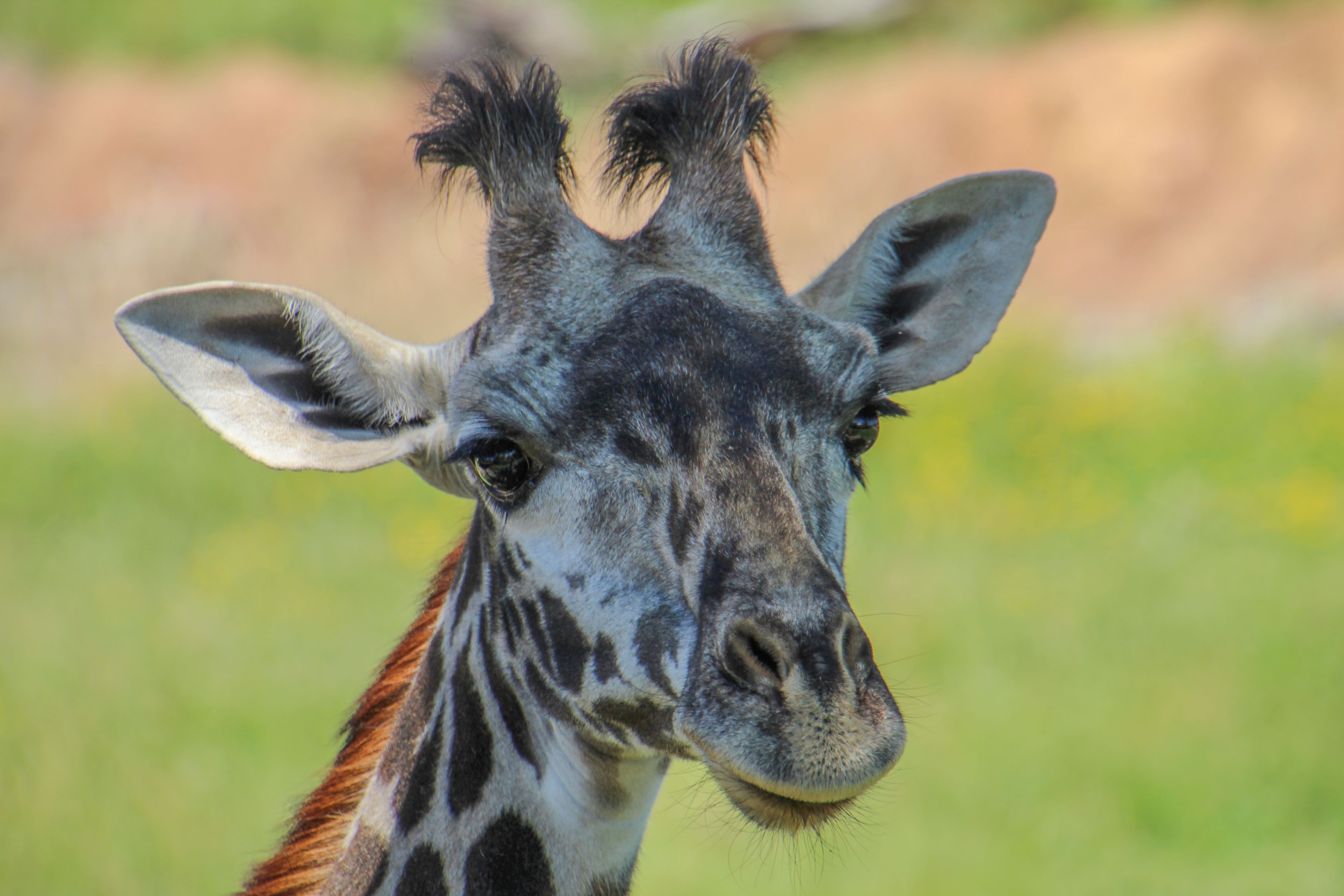 Head of Giraffe · Free Stock Photo