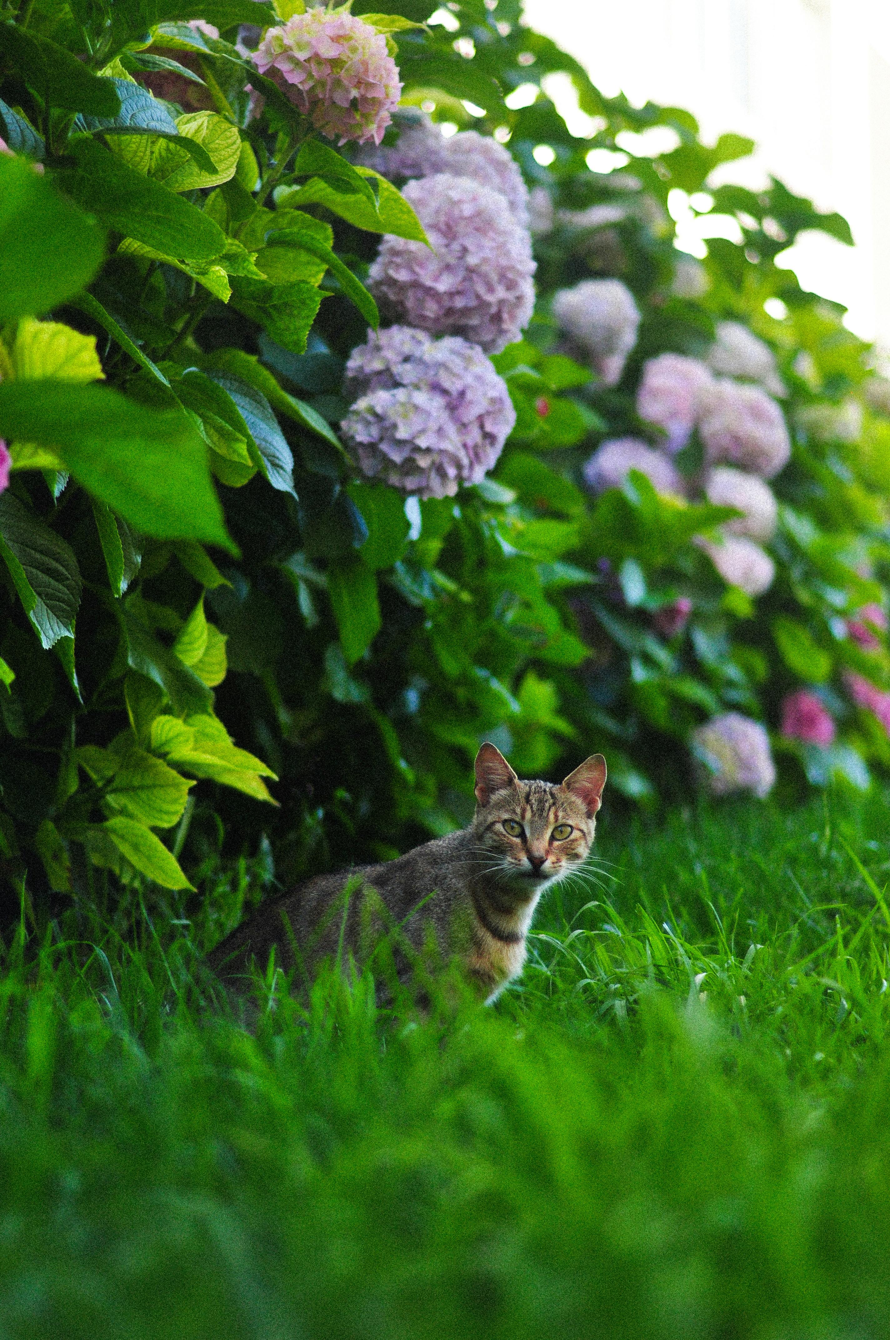 Cat under Hydrangea Shrub · Free Stock Photo