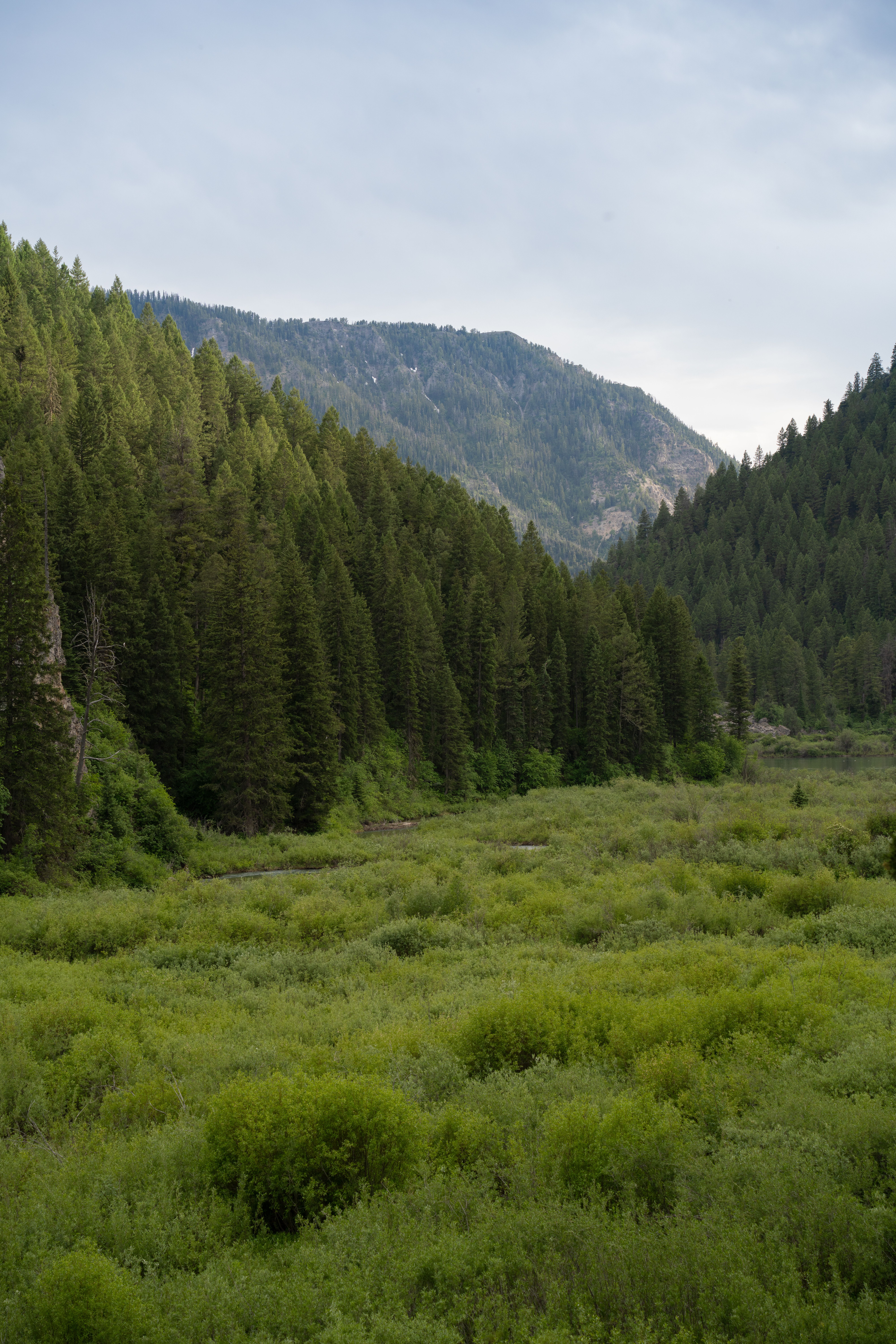 Shrubs in Mountain Valley · Free Stock Photo