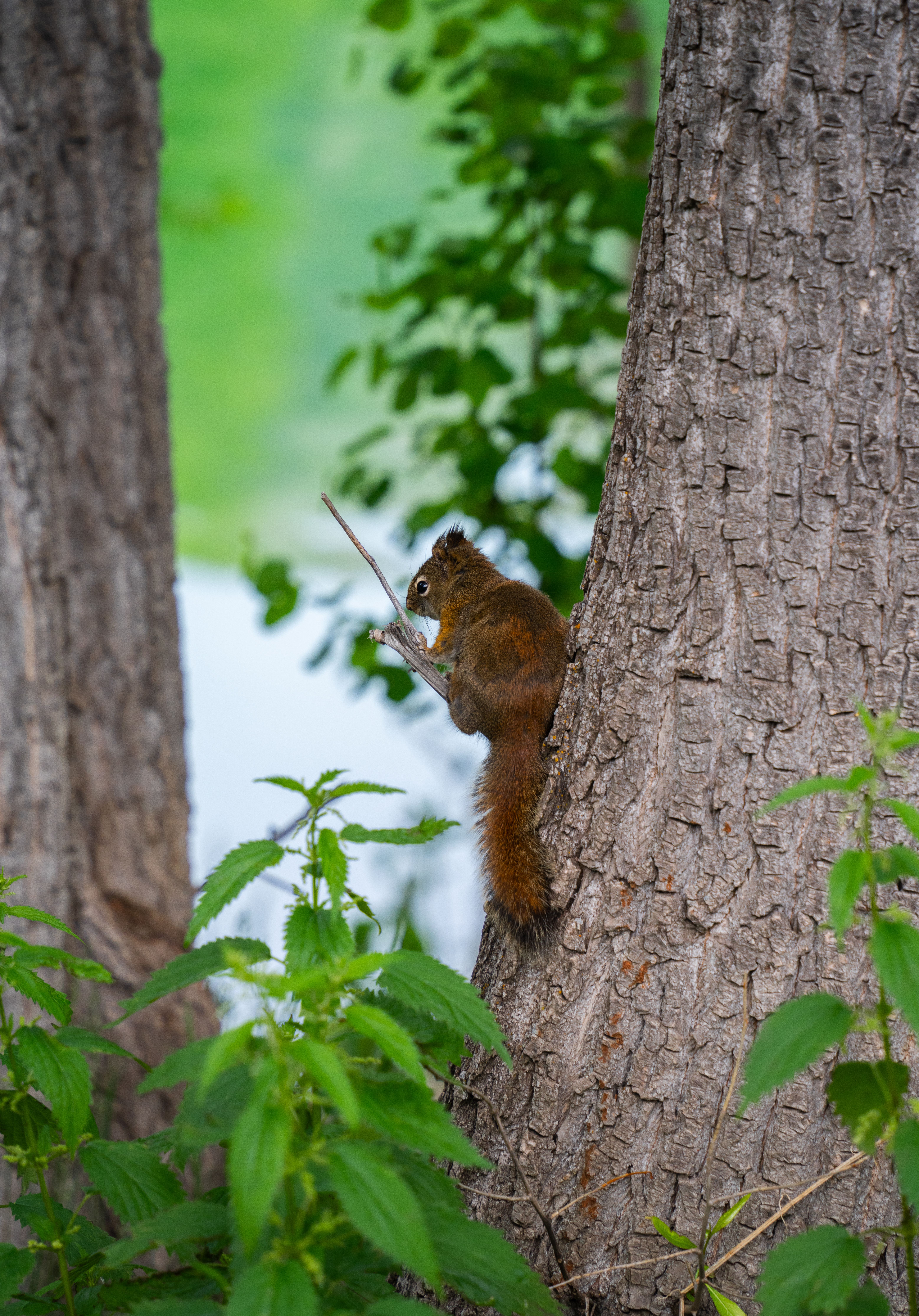 Squirrel Sitting on Branch · Free Stock Photo