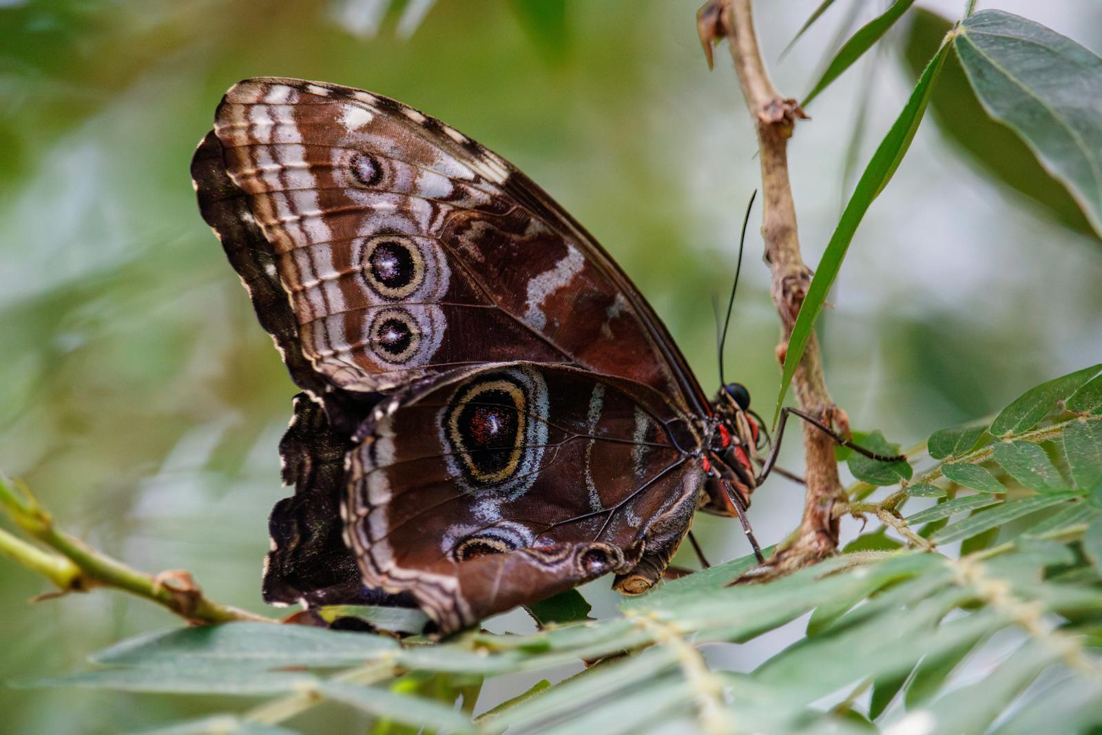 Brown Butterfly Photos, Download The BEST Free Brown Butterfly Stock ...