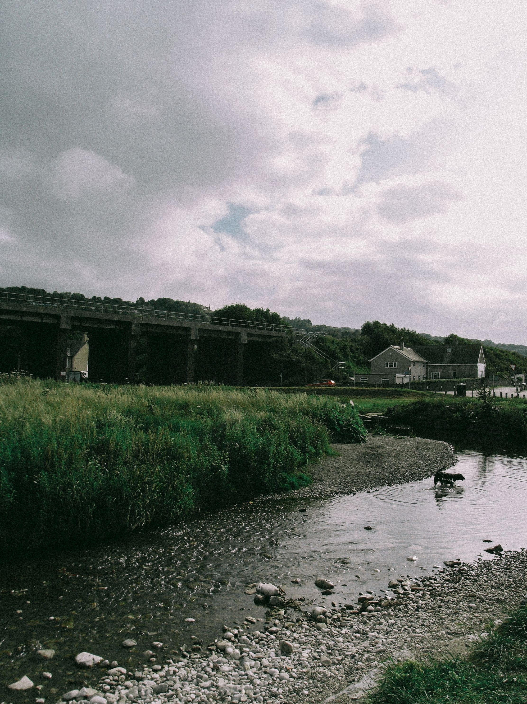 Shallow River with Tall Grass around in Rural Area · Free Stock Photo