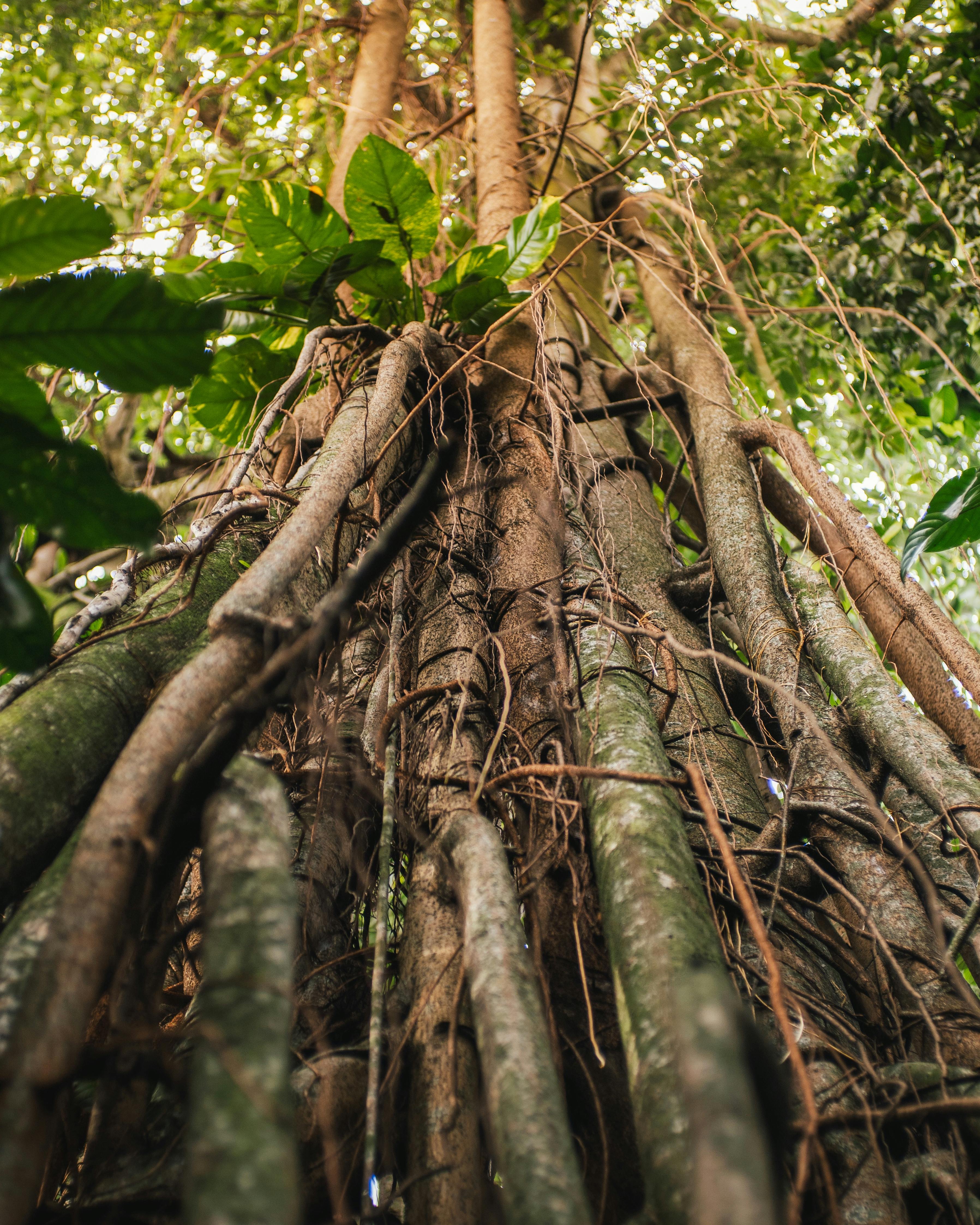 Tree Roots Growing from Boughs · Free Stock Photo