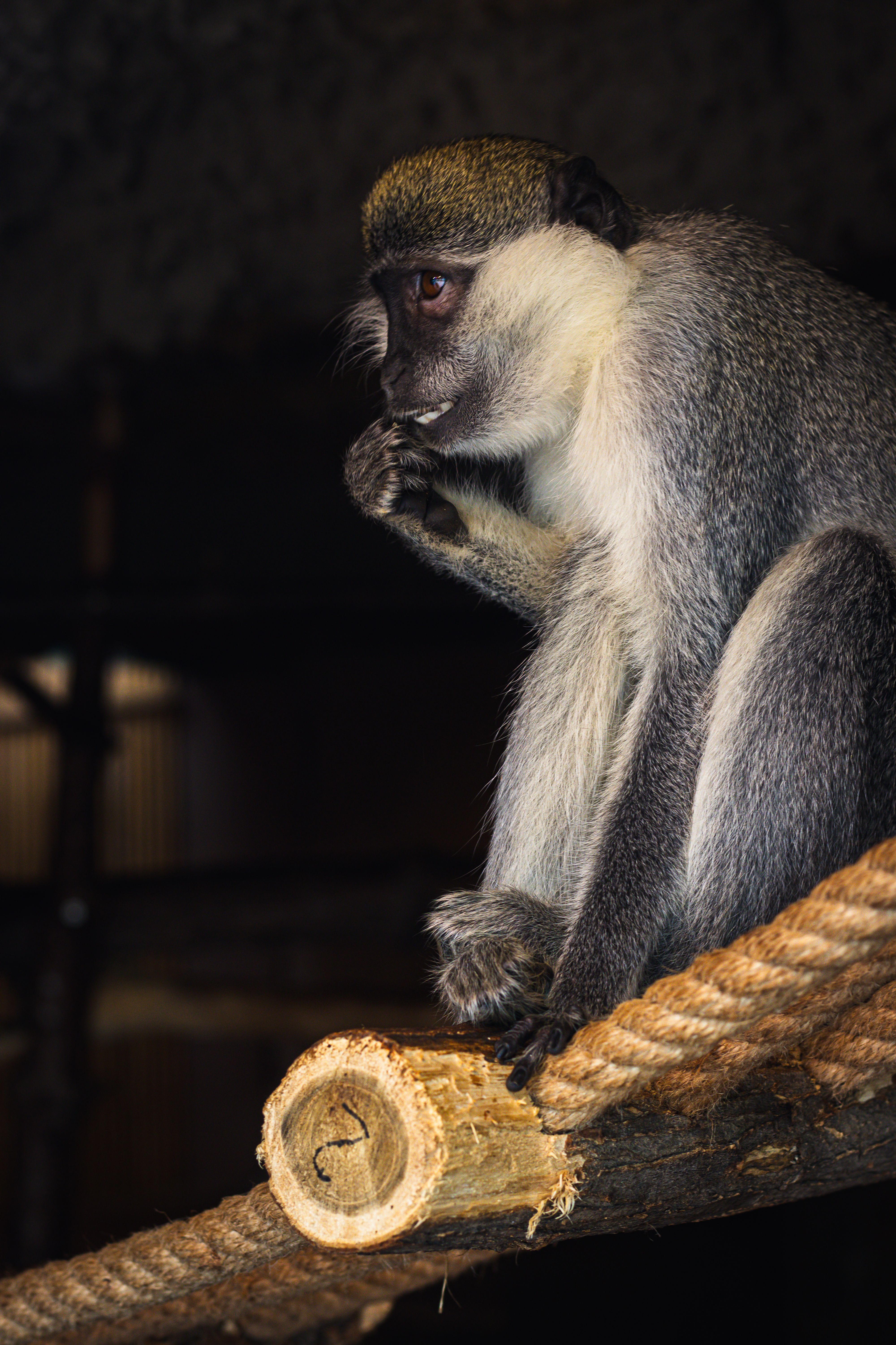 Grivet Monkey Photos, Download The BEST Free Grivet Monkey Stock Photos ...