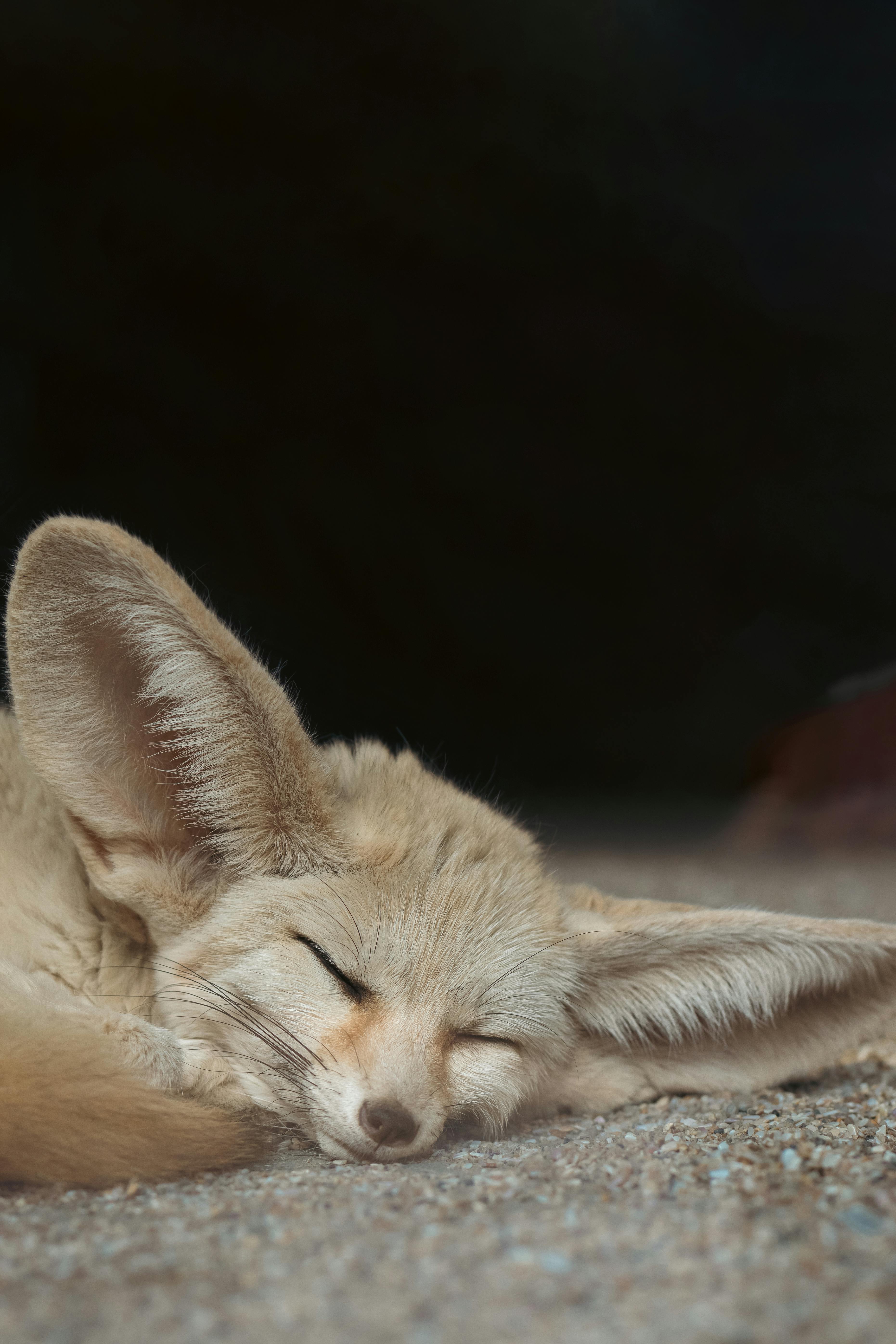 Fennec Fox In The Wild Sleeping
