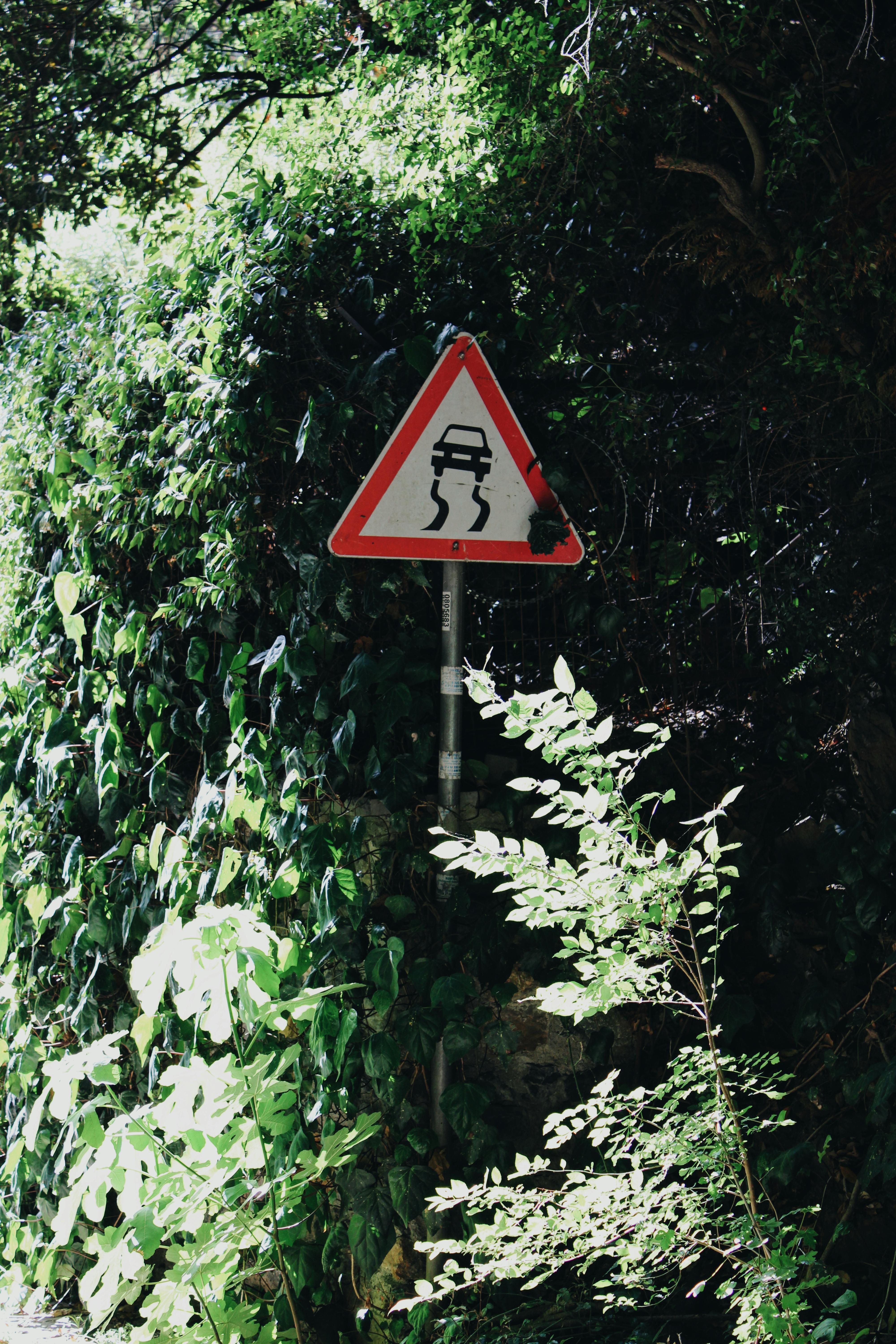 Slippery Road Sign among Lush Foliage · Free Stock Photo