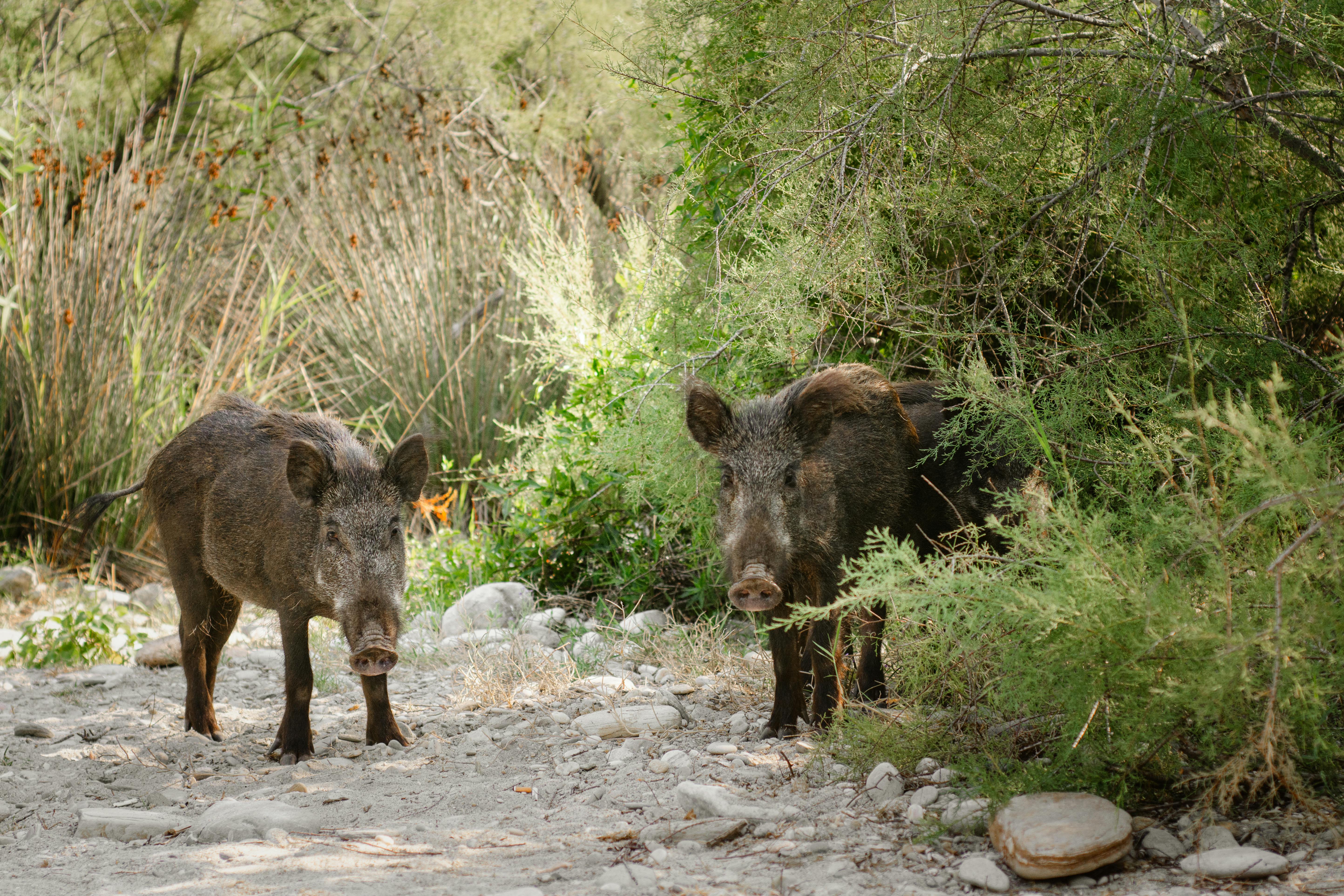 Wild Boar Duo Photos, Download The BEST Free Wild Boar Duo Stock Photos ...