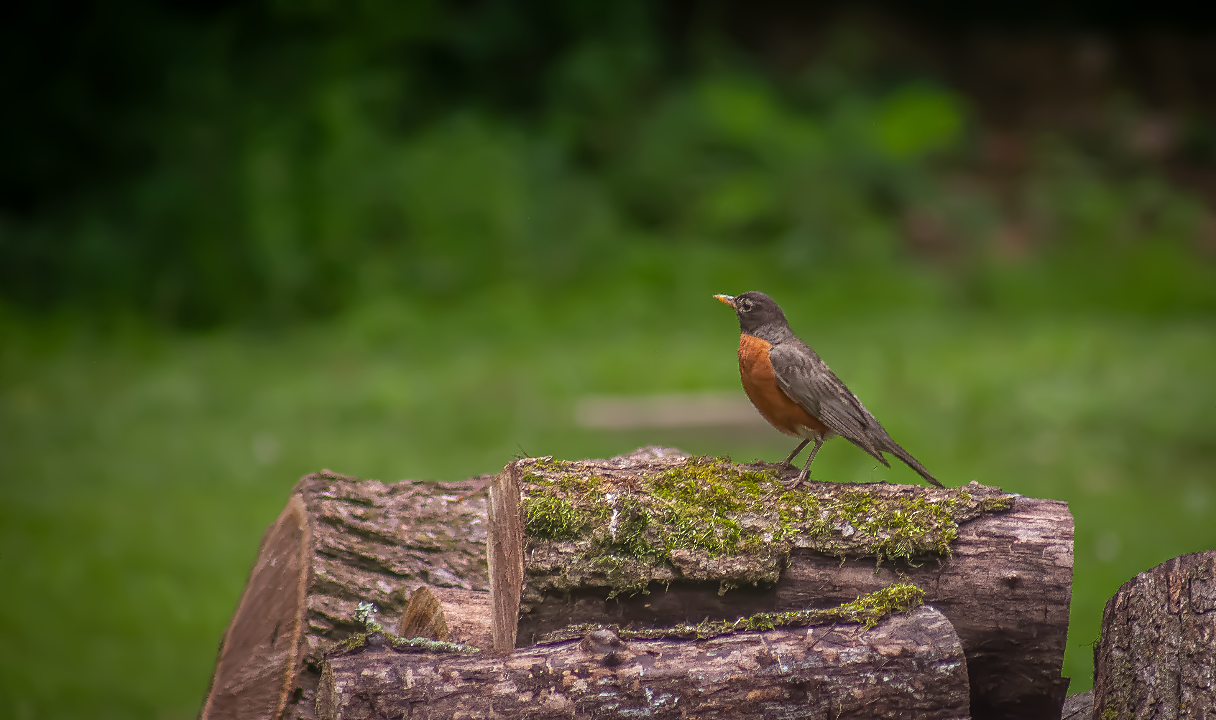 American Robin Bird Sitting on Cut Wood Pieces · Free Stock Photo