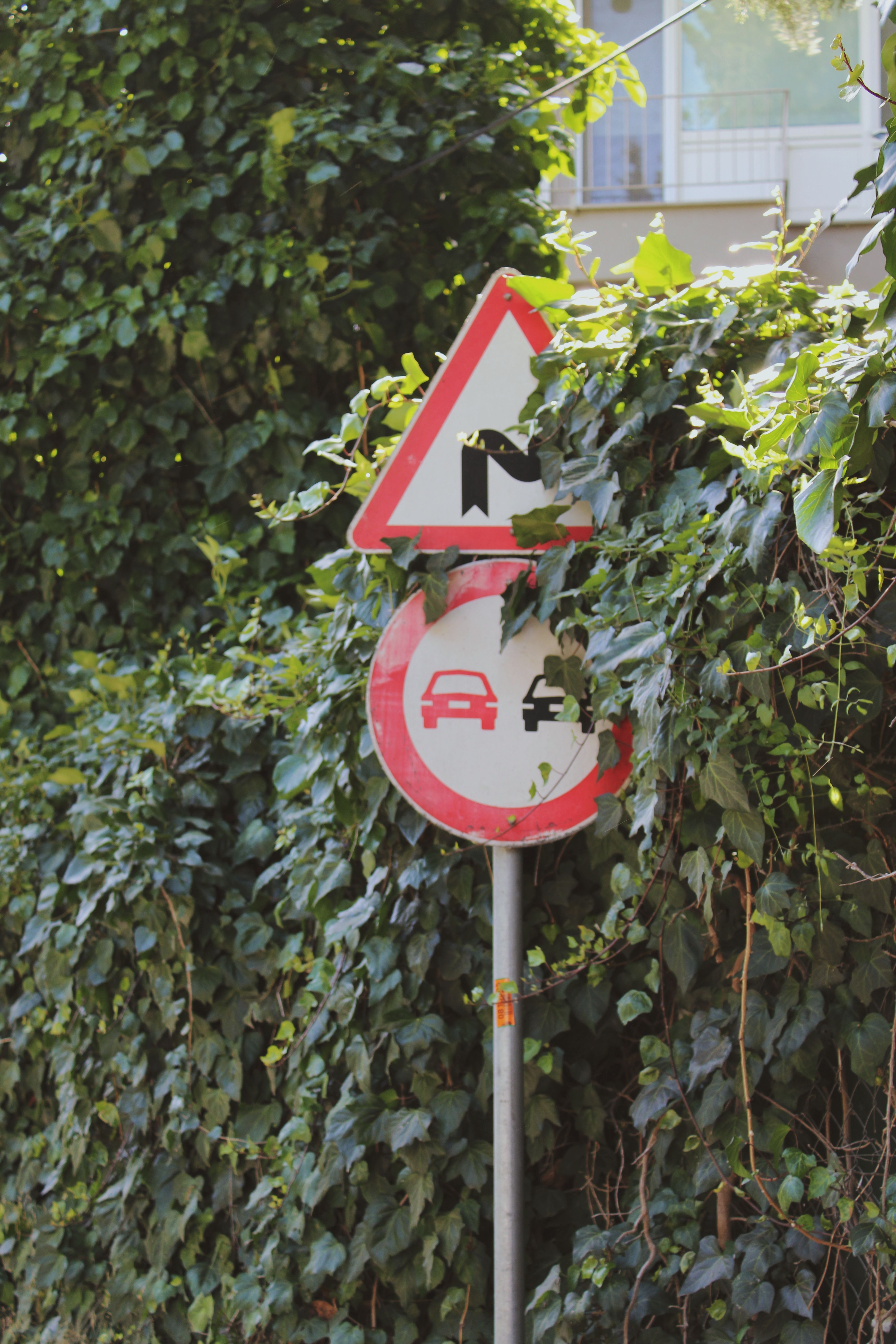 Traffic Signs Covered with Leaves · Free Stock Photo