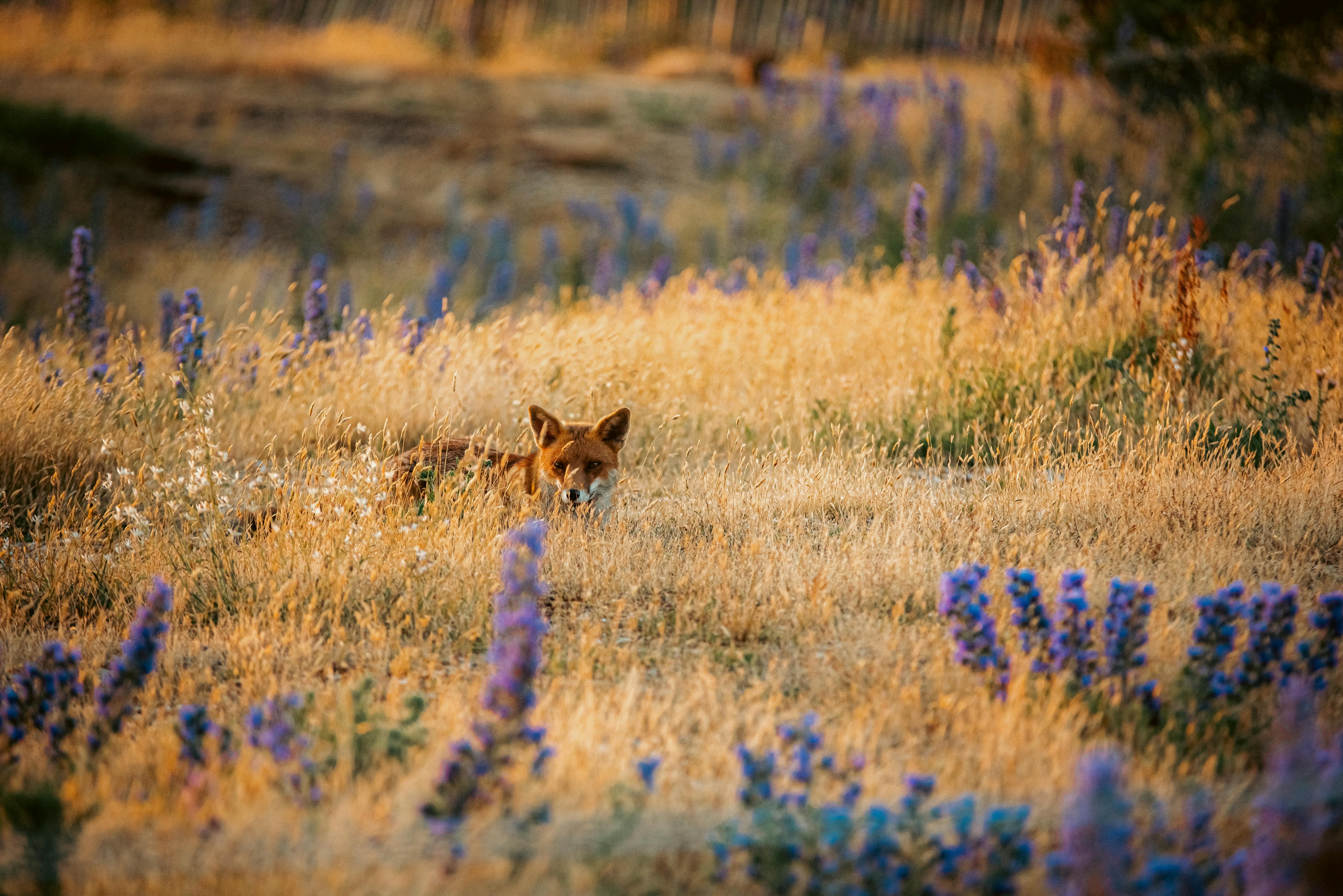 Fox Hiding on Grassland with Some Lavender · Free Stock Photo