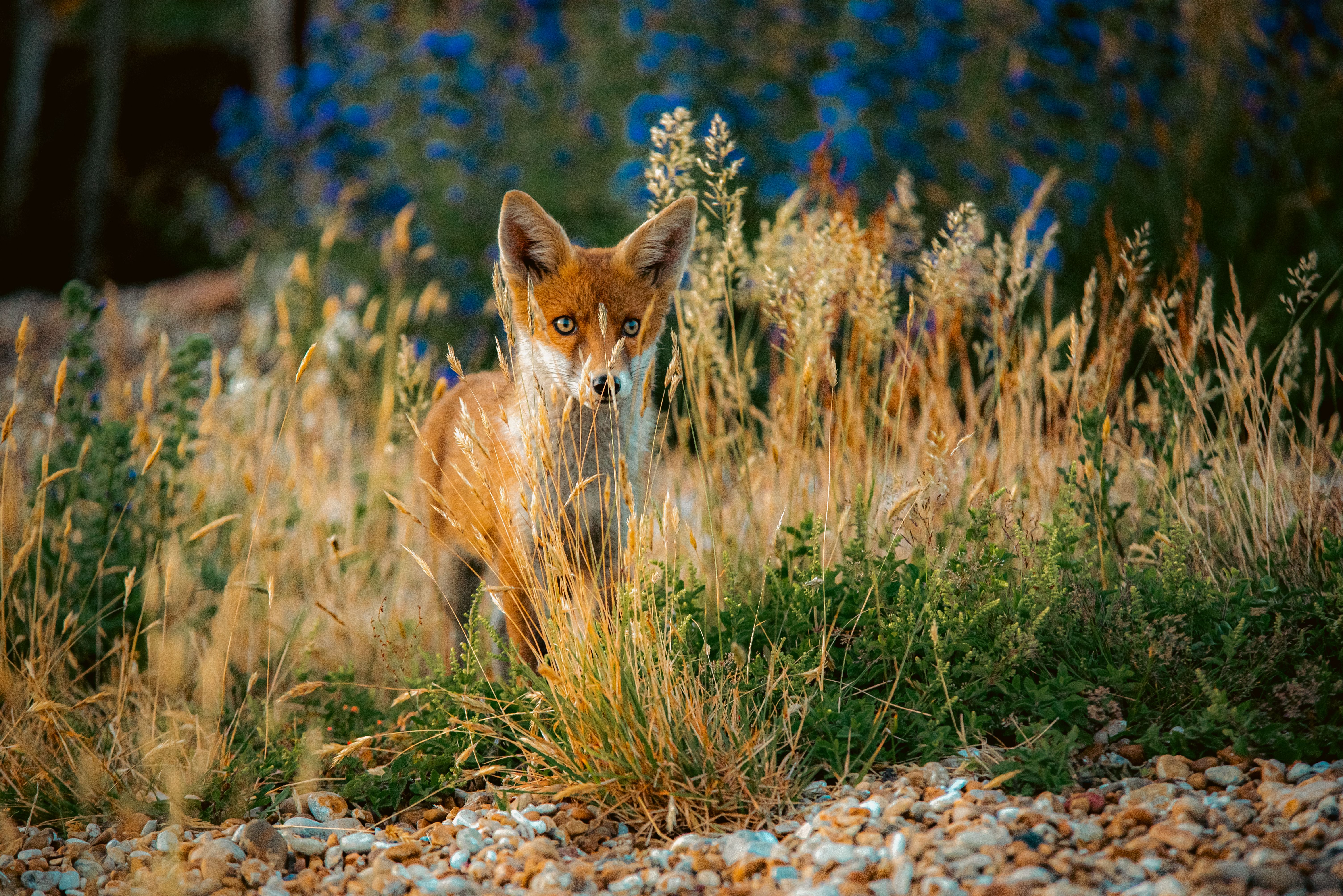 Orange Fox Between Tall Grass and Weeds · Free Stock Photo