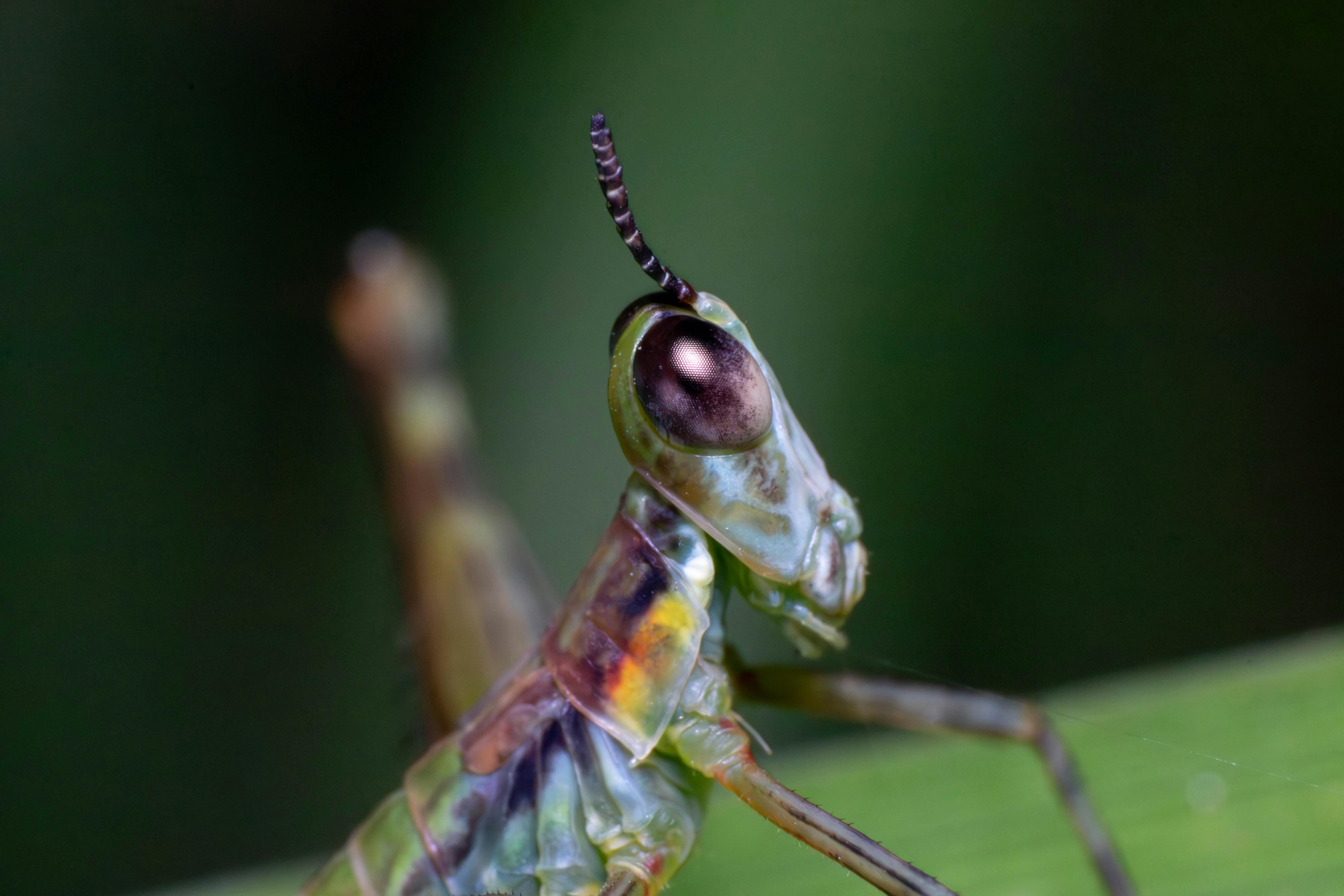 Side View of Grasshoppers Head · Free Stock Photo