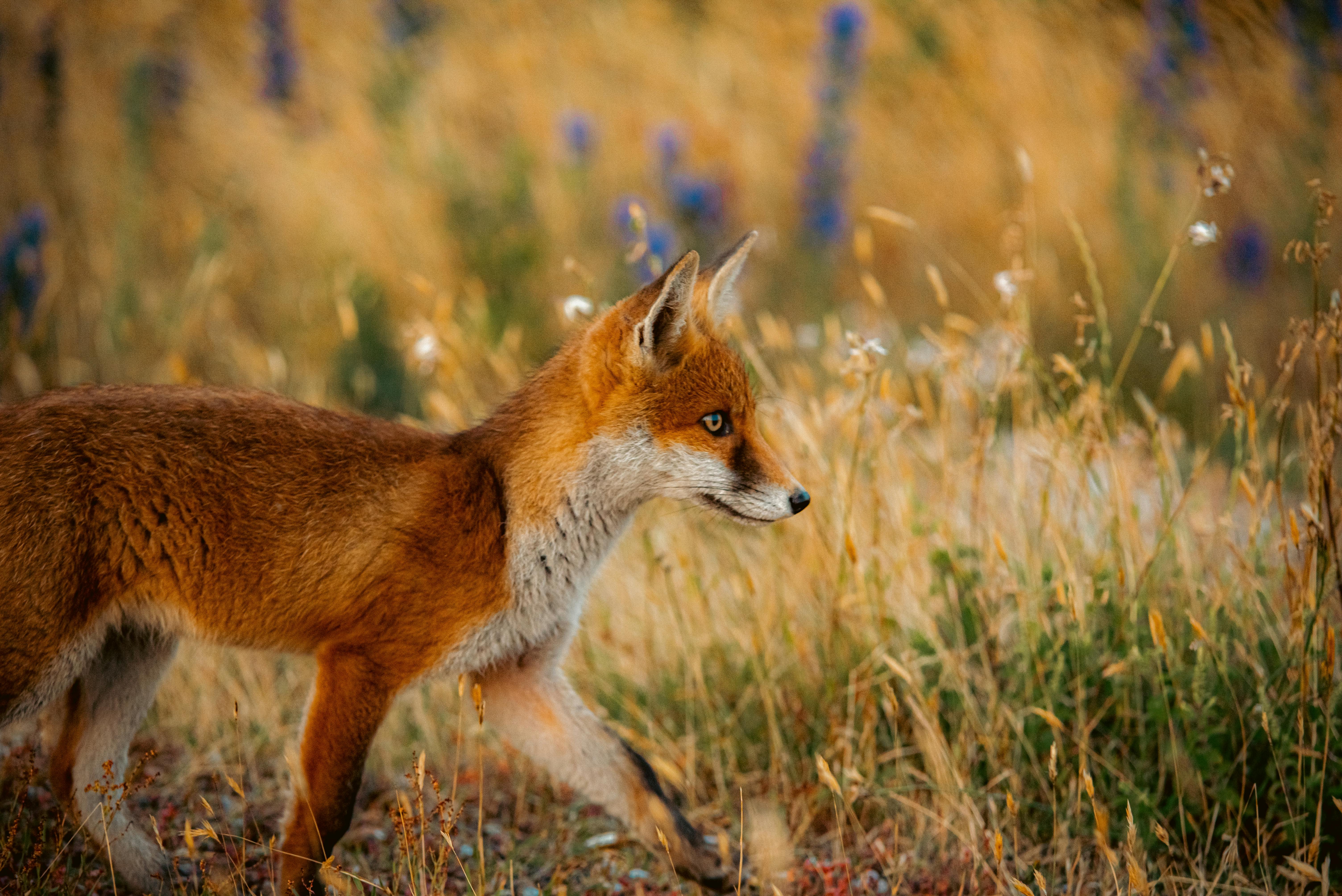 Red Fox Walking in the Meadow · Free Stock Photo