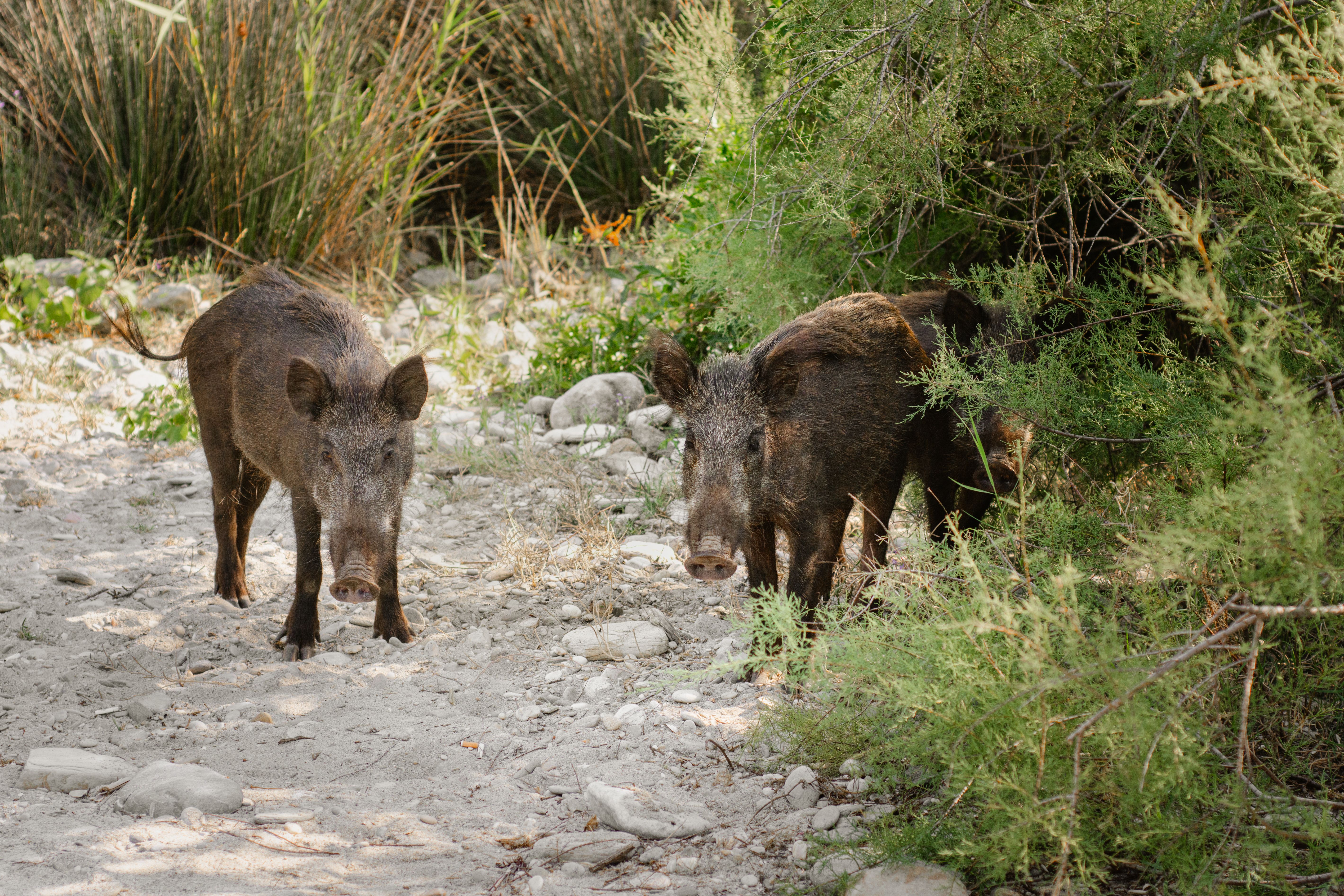 Two Curious Boars · Free Stock Photo