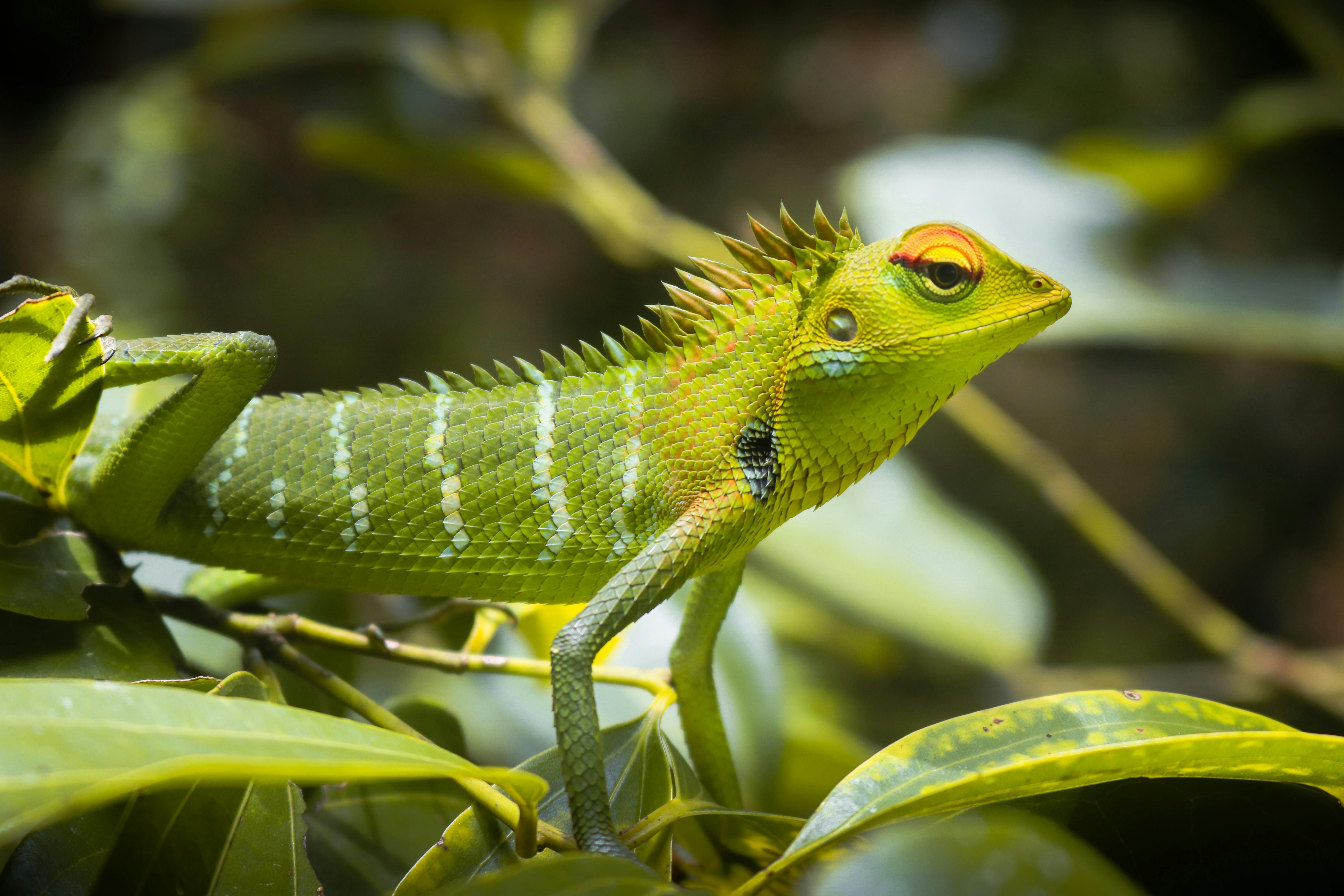 Green Lizard Crawling on Leaves · Free Stock Photo