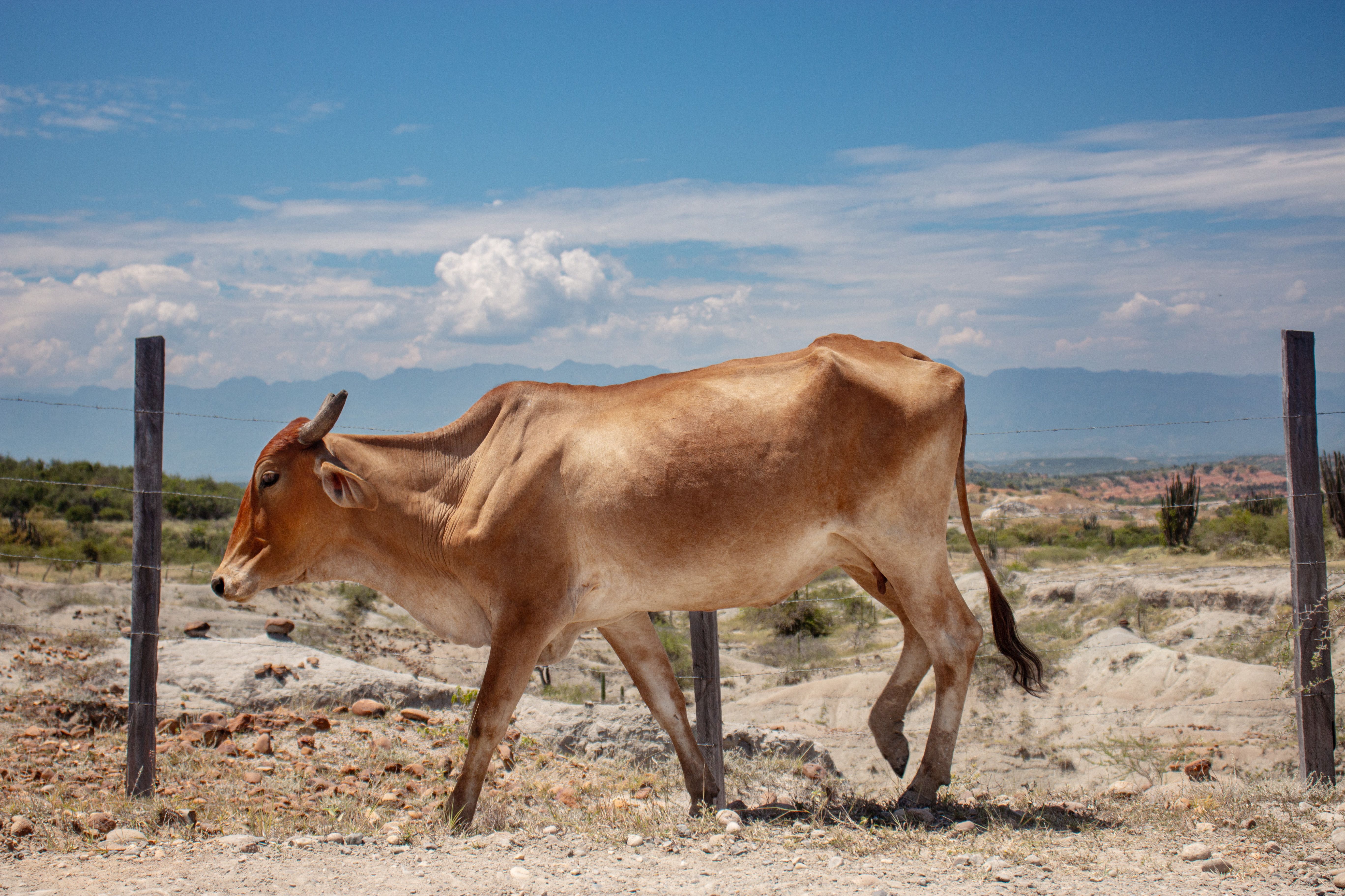 Skinny Cow Photos, Download The BEST Free Skinny Cow Stock Photos & HD ...