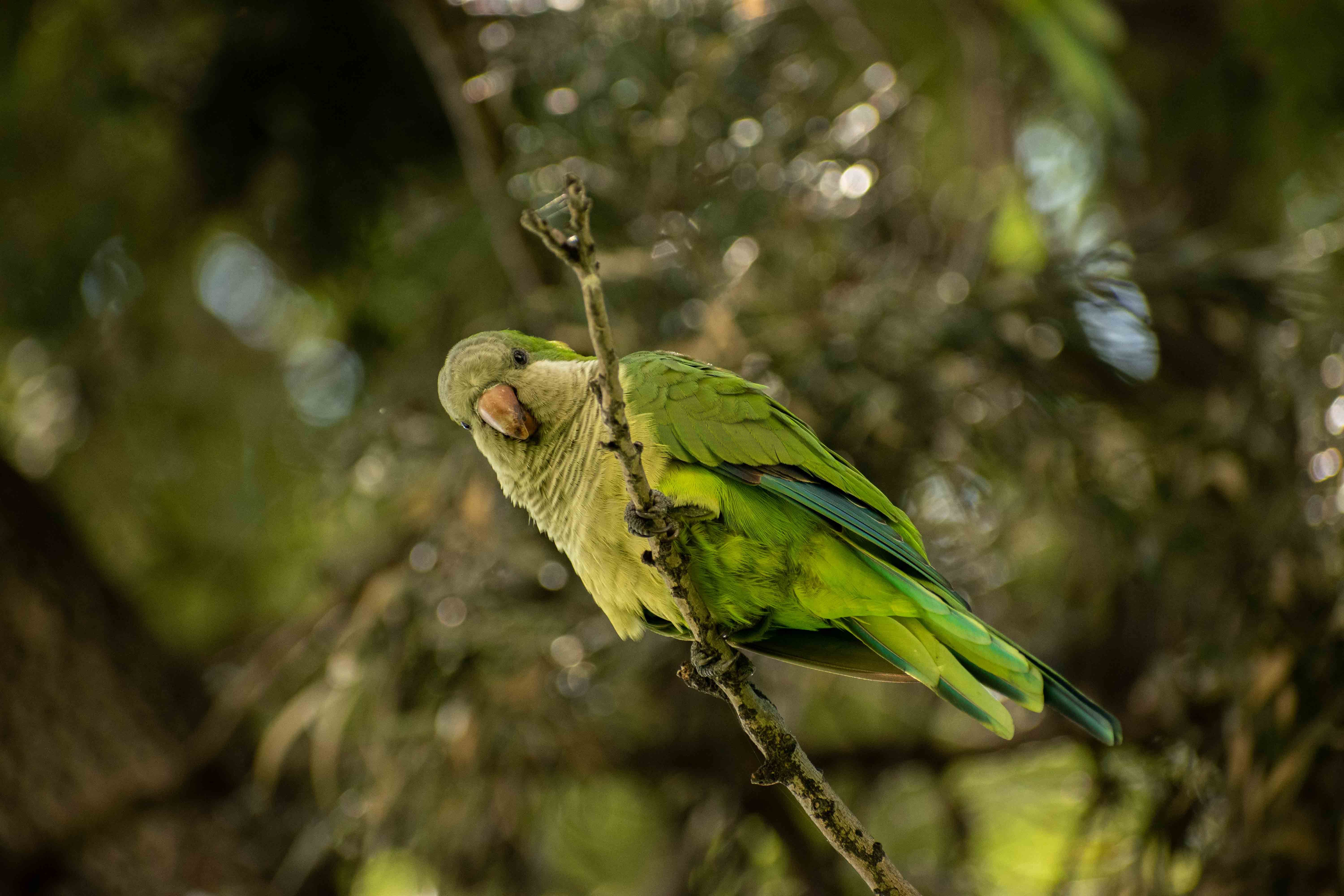 A green parrot sitting on a branch · Free Stock Photo