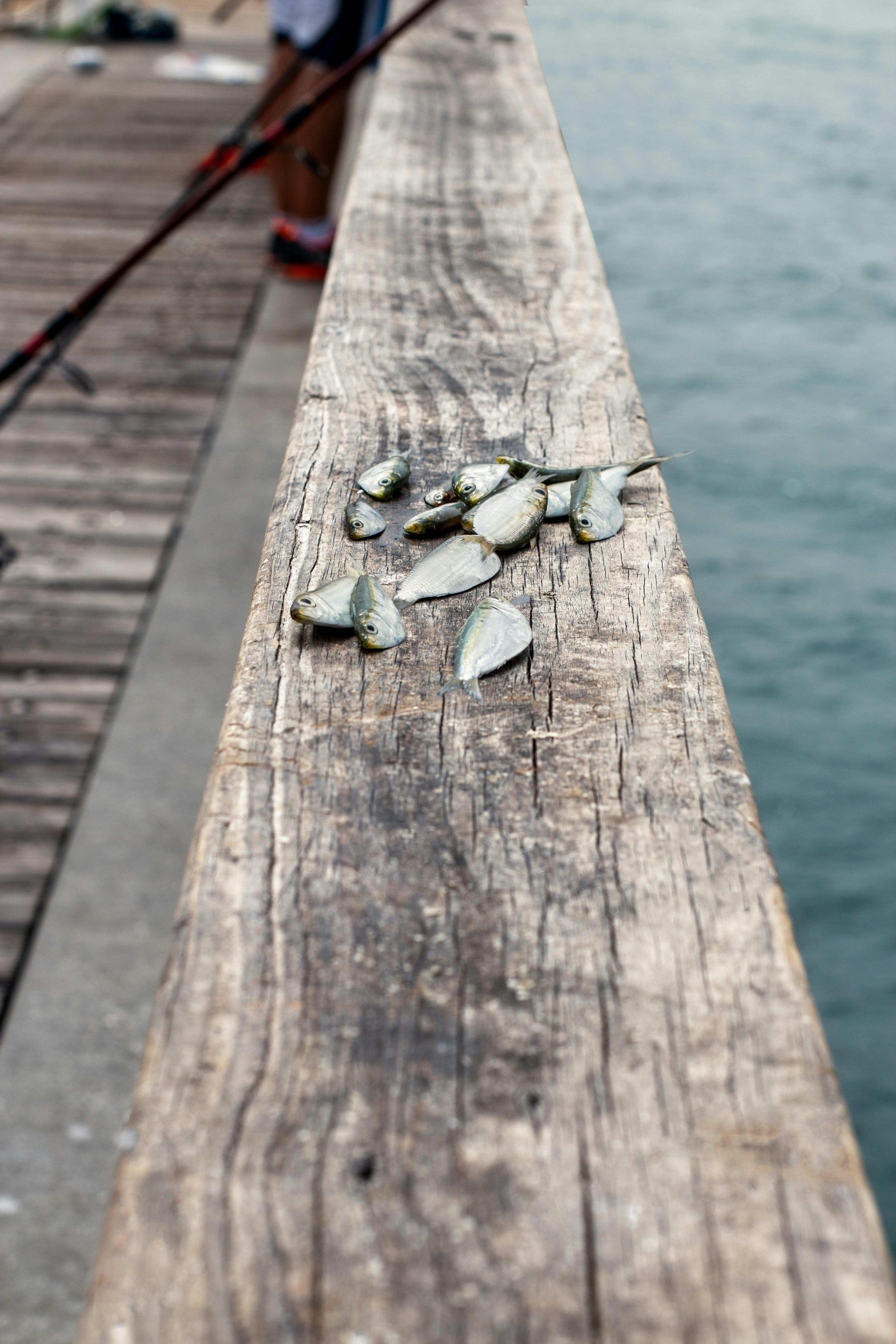 Heads of Fish on Wooden Railing · Free Stock Photo