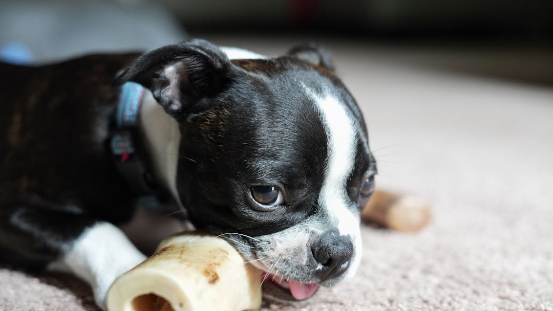 Understanding Dog Skeleton Bones and Musculoskeletal Health
