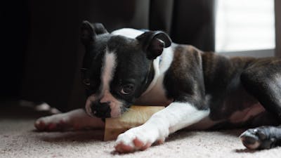Understanding Boston Terrier Size Chart for Healthy Growth