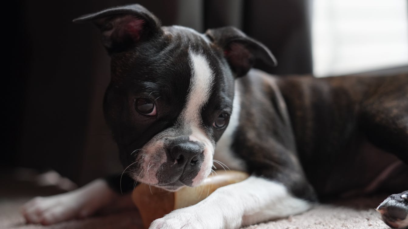 Understanding Boston Terrier Colors Chart: AKC-Approved Hues