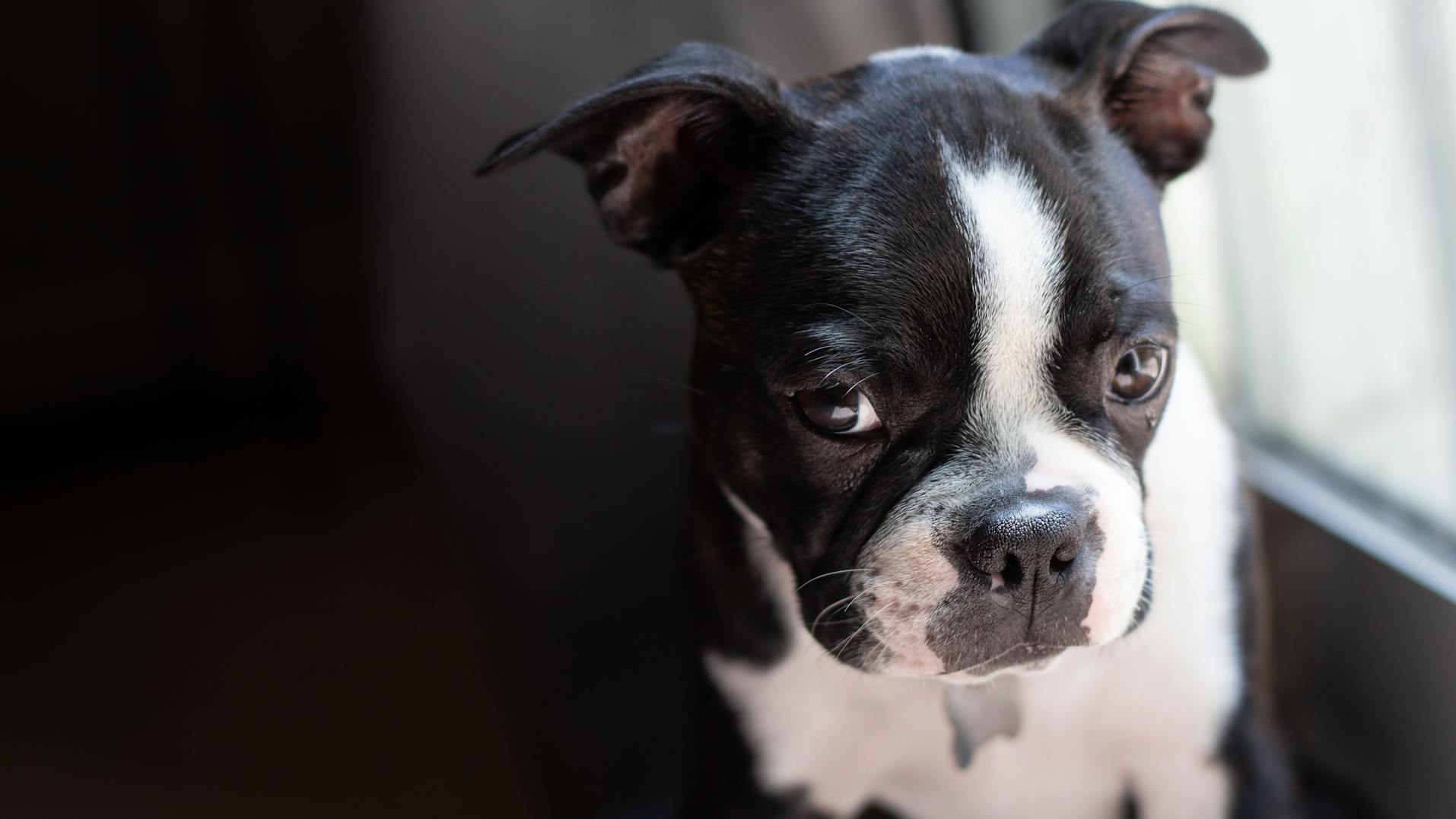 Debunking Common Myths: Boston Terrier Tail Types Explained
