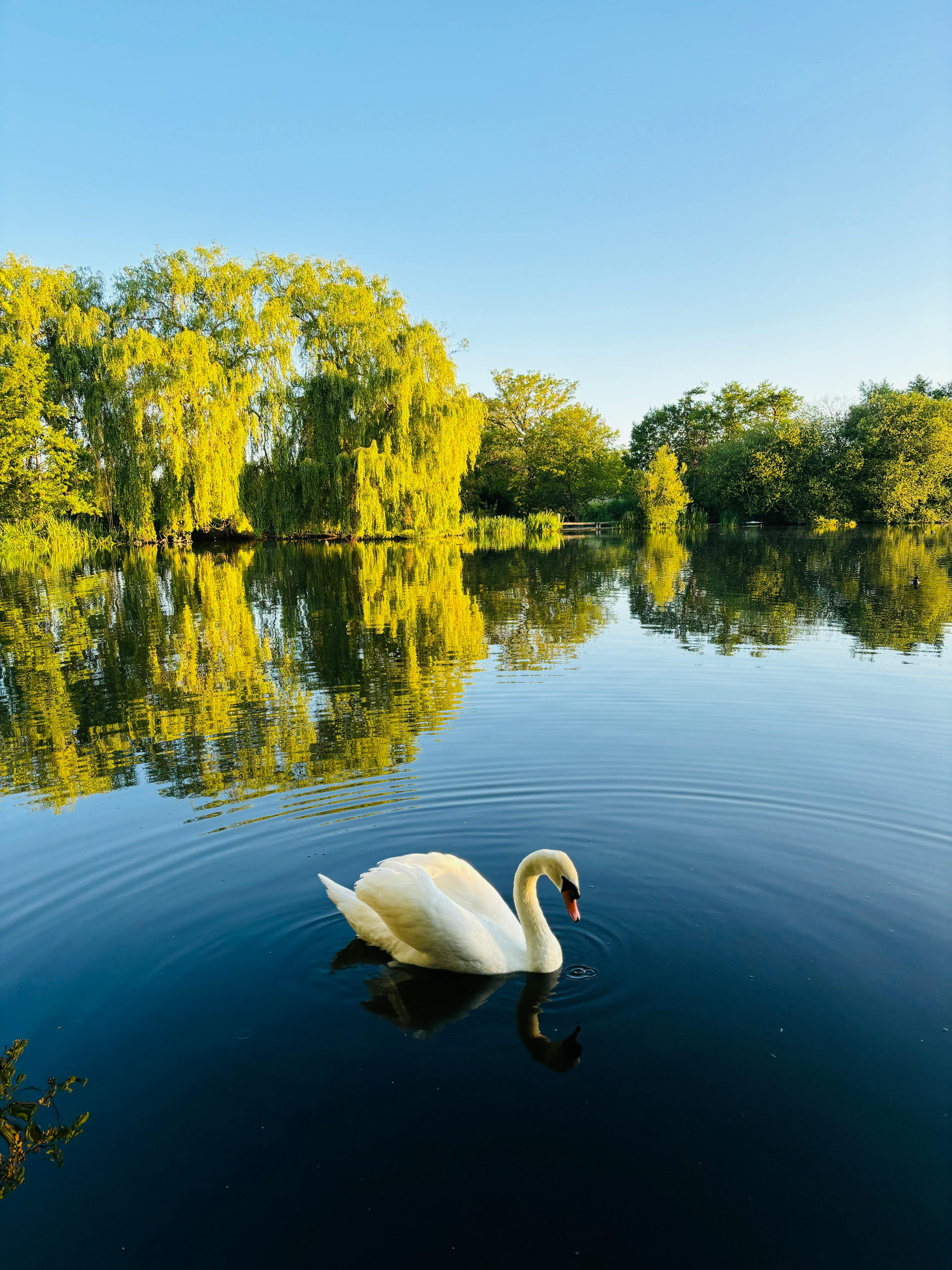 Single Swan Reflecting in Lake · Free Stock Photo