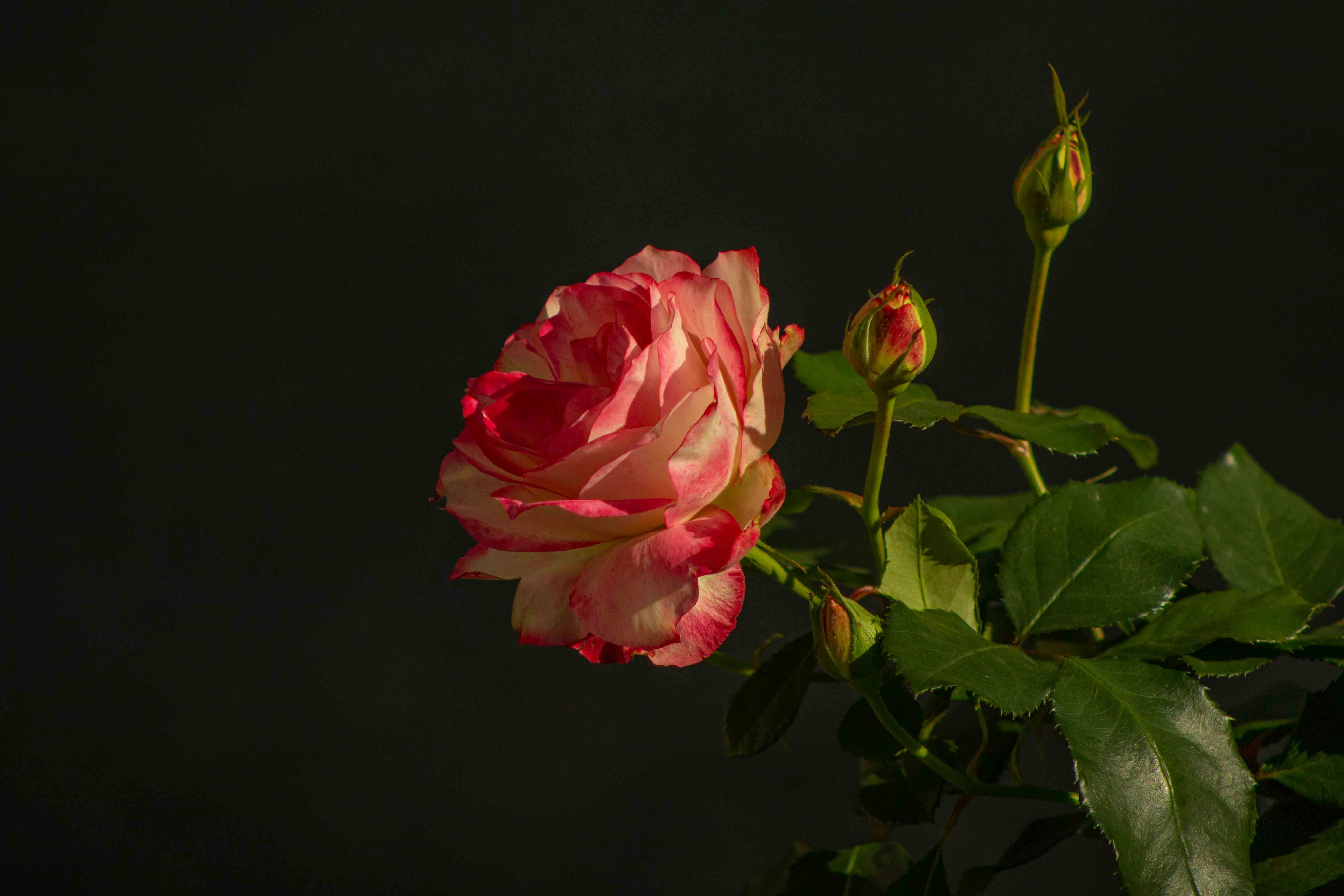 Person Holding Red Rose · Free Stock Photo