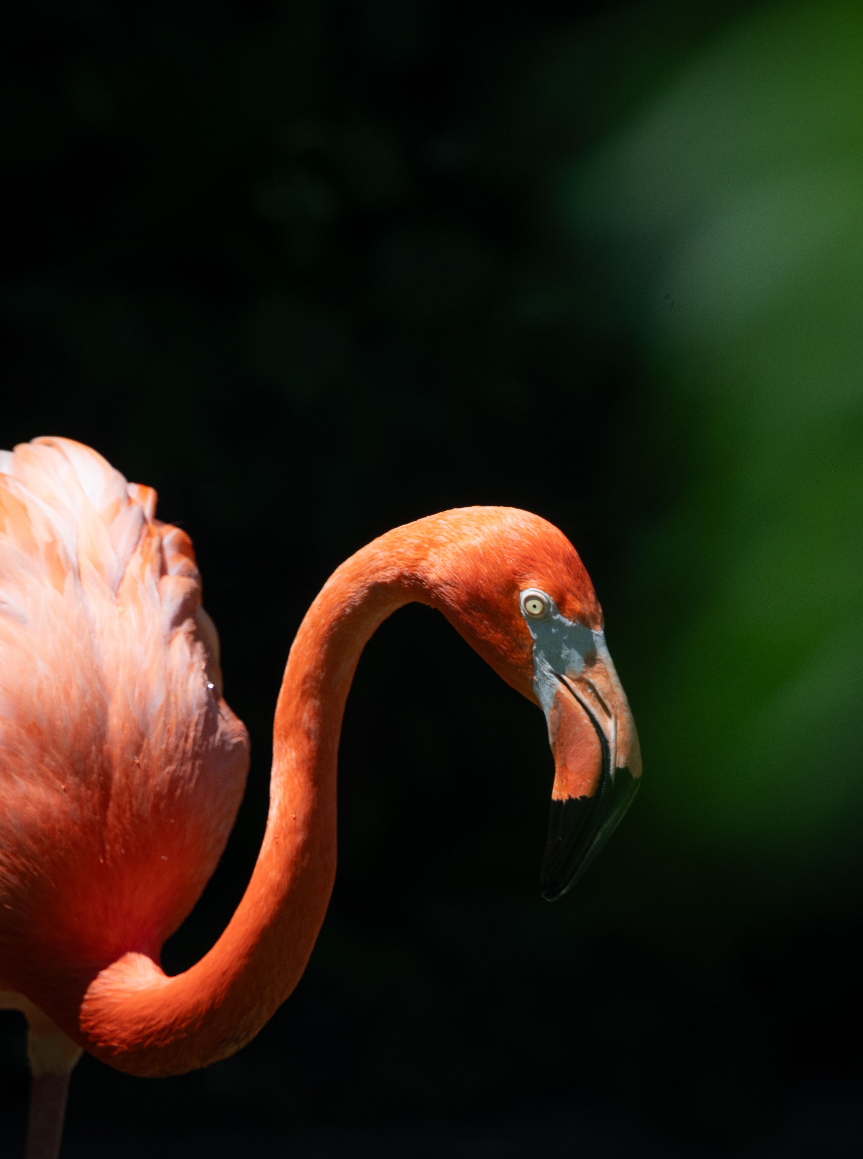A flamingo is standing in the sun with its head turned · Free Stock Photo