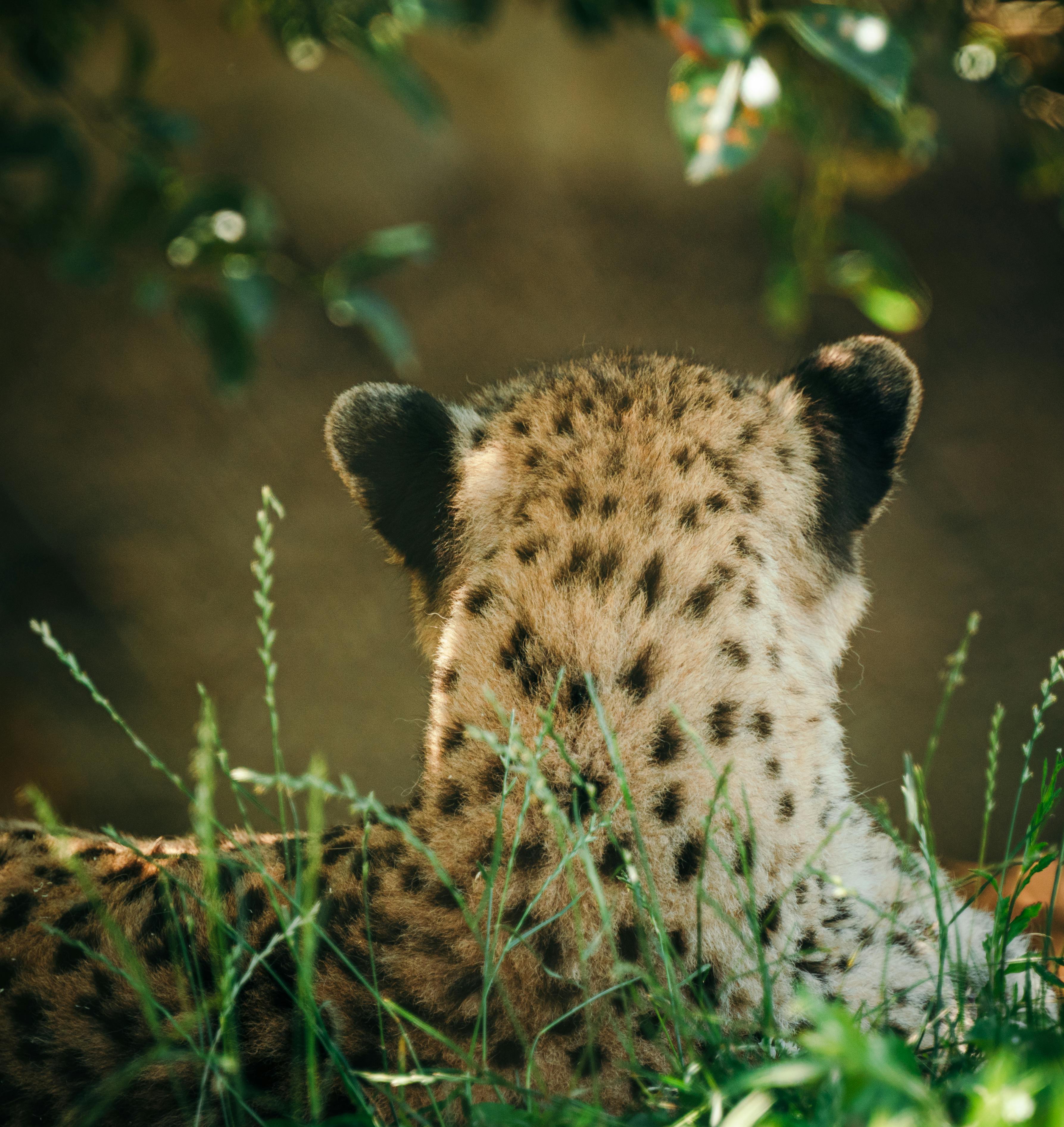 Back View of Cheetah Lying Down · Free Stock Photo